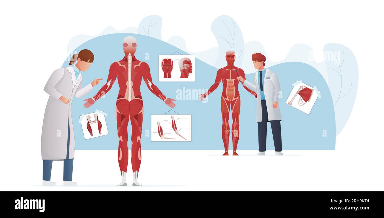 Sistema Muscular Anatomia Partes Funcin Y Composicin