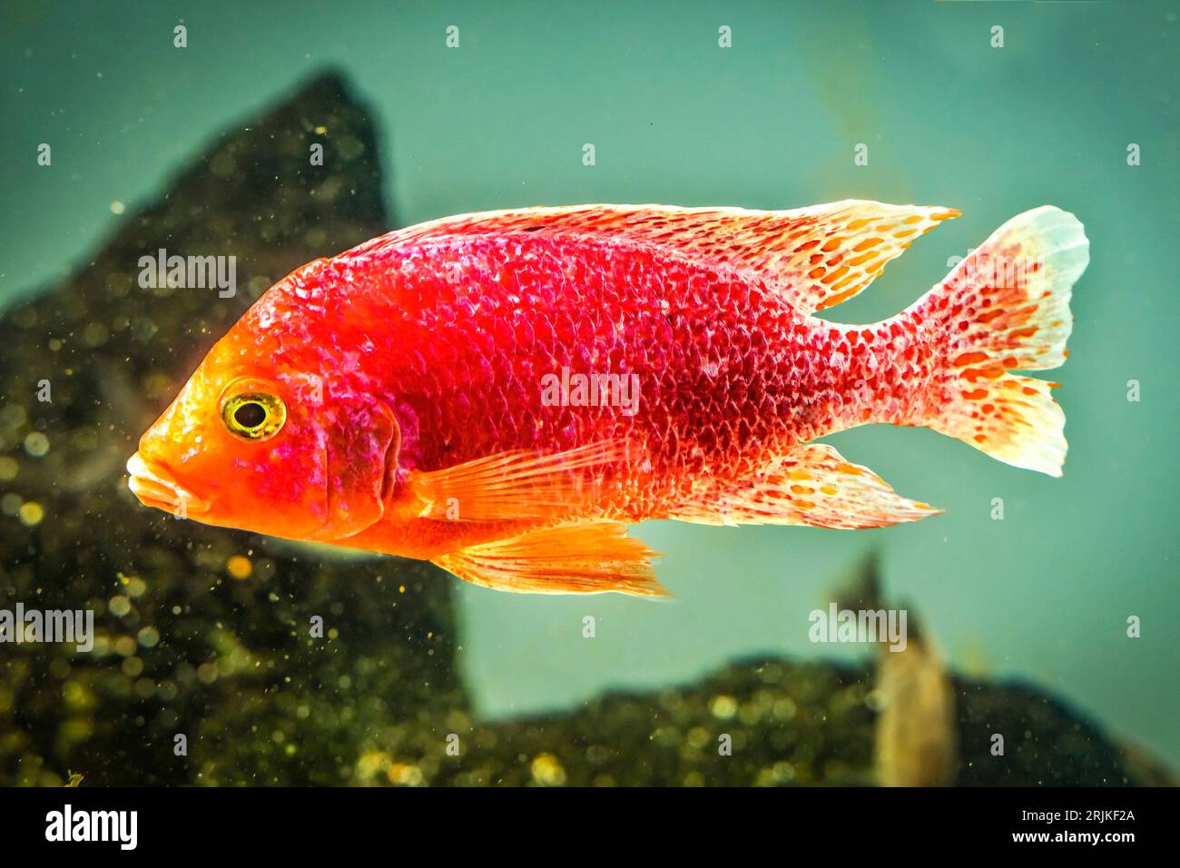 Peces De Acuario De Agua Dulce Rojos