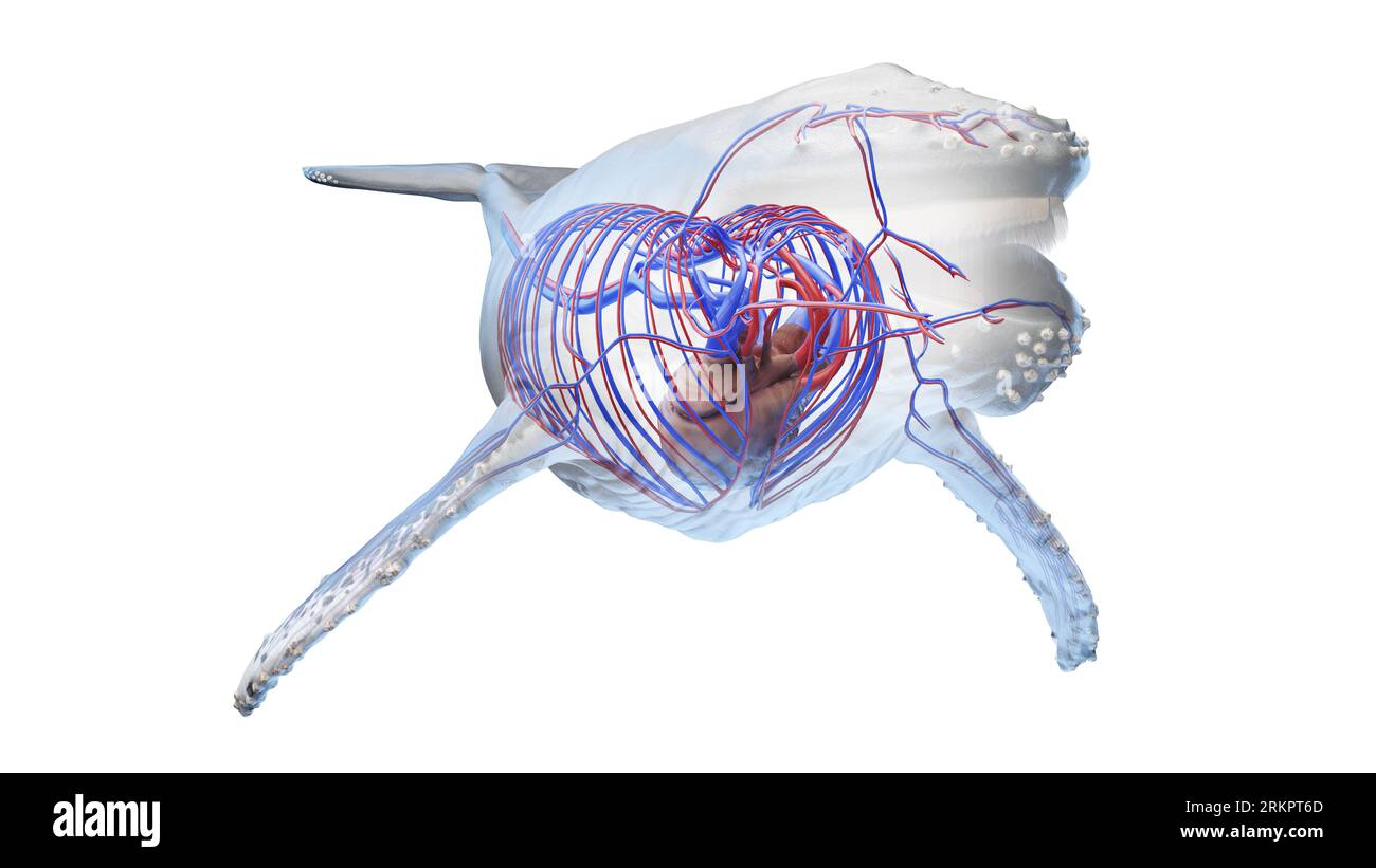 Anatomía De La Ballena Tonta