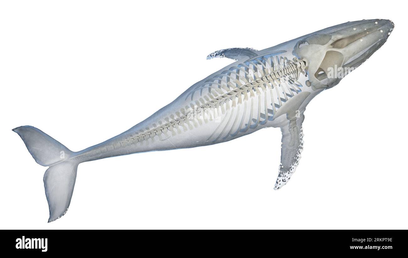 Anatomía De La Ballena Tonta