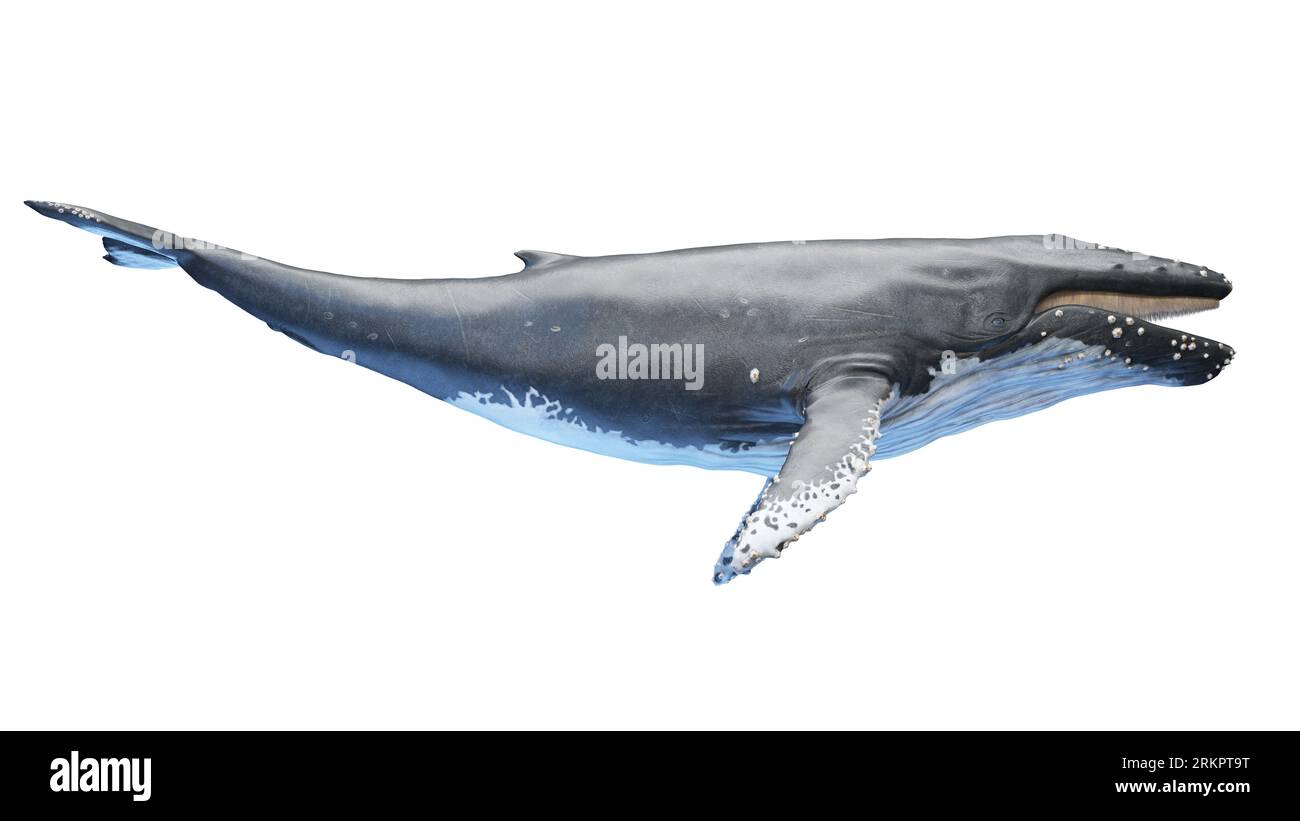 Anatomía De La Ballena Tonta