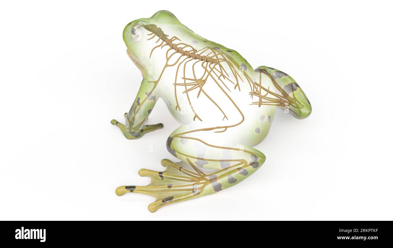 Diagrama De La Anatomía Interna De La Rana