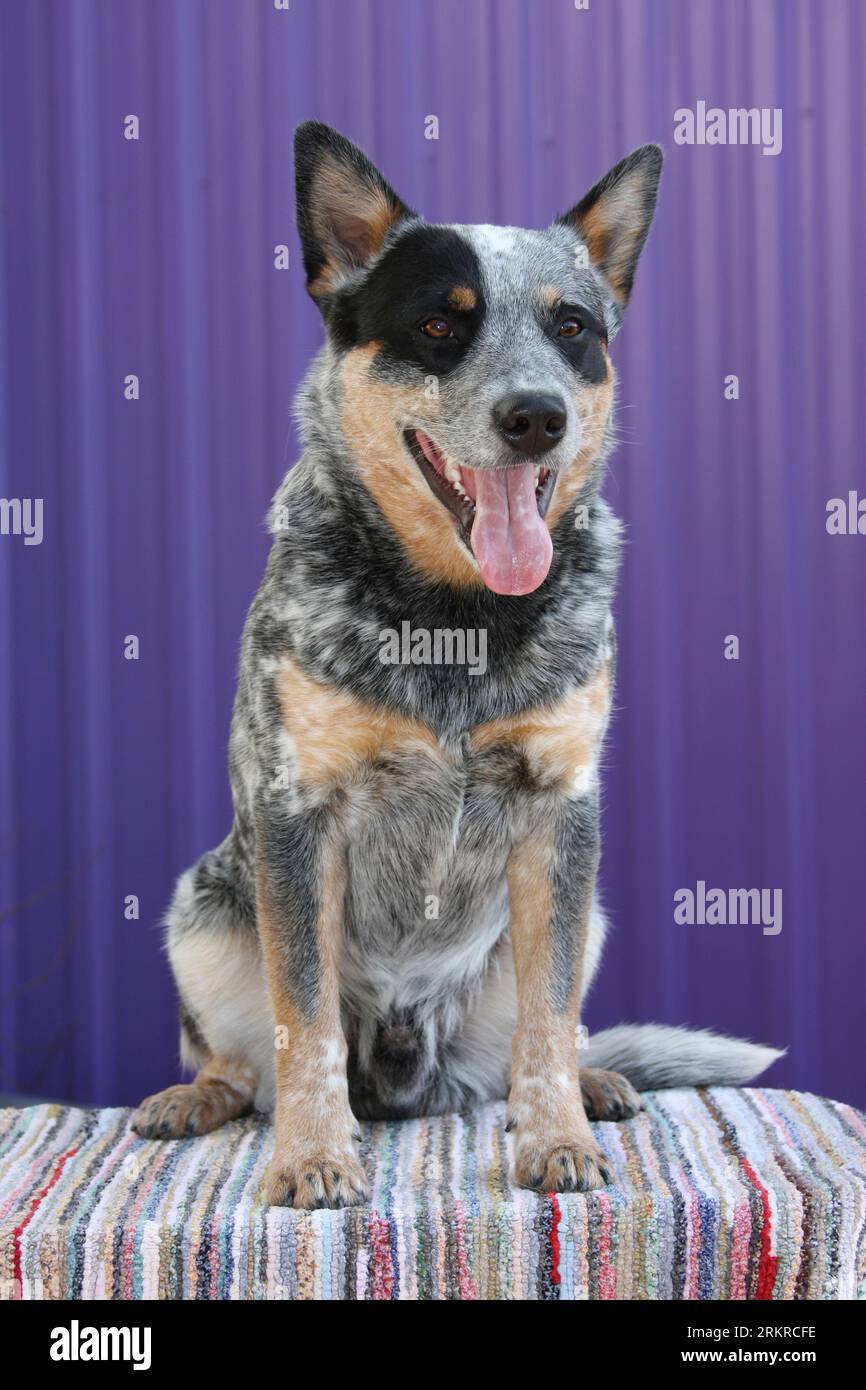 Los Blue Heelers Son Buenos Perros Domésticos