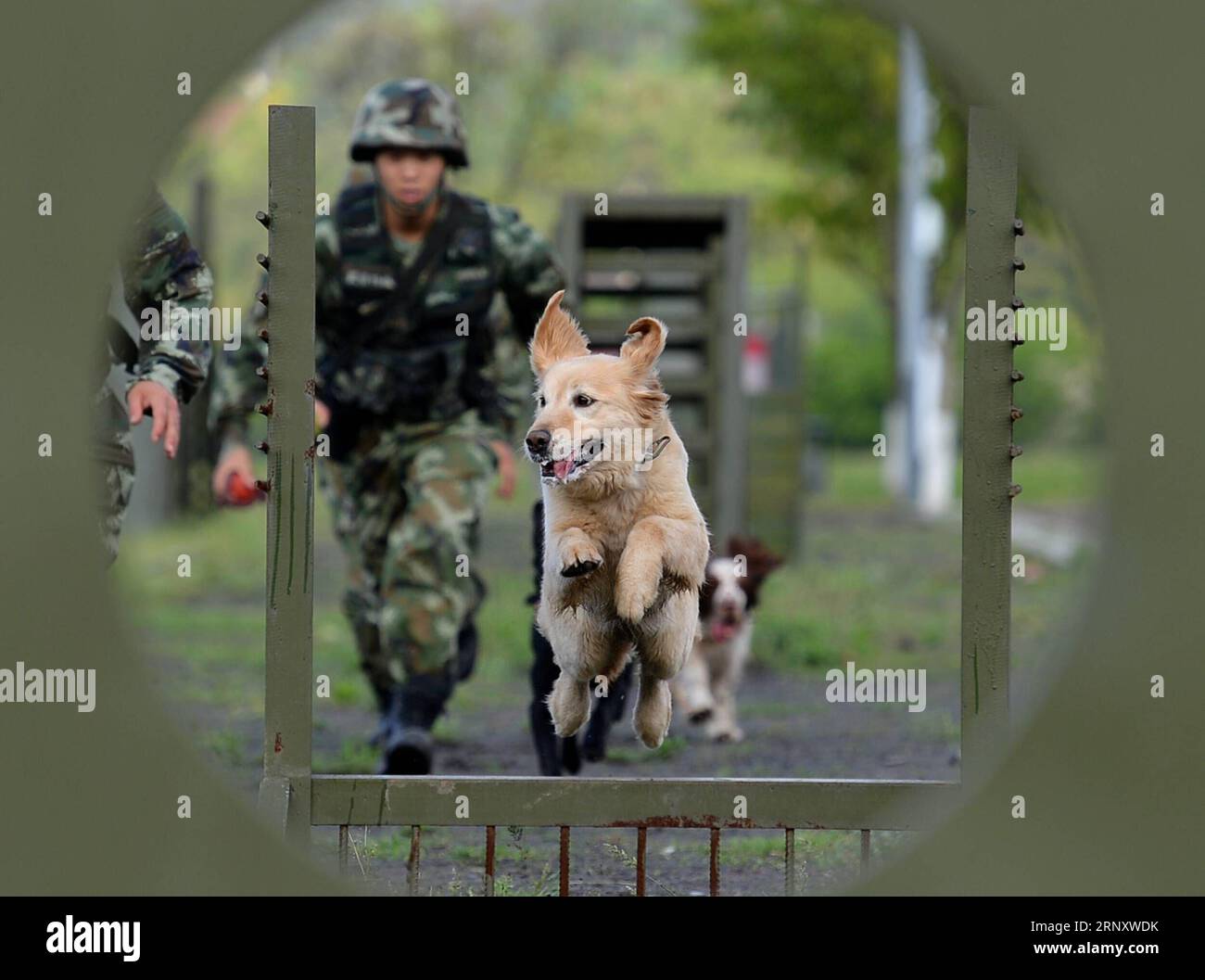 Para Que Sirven Los Perros De Chongqing