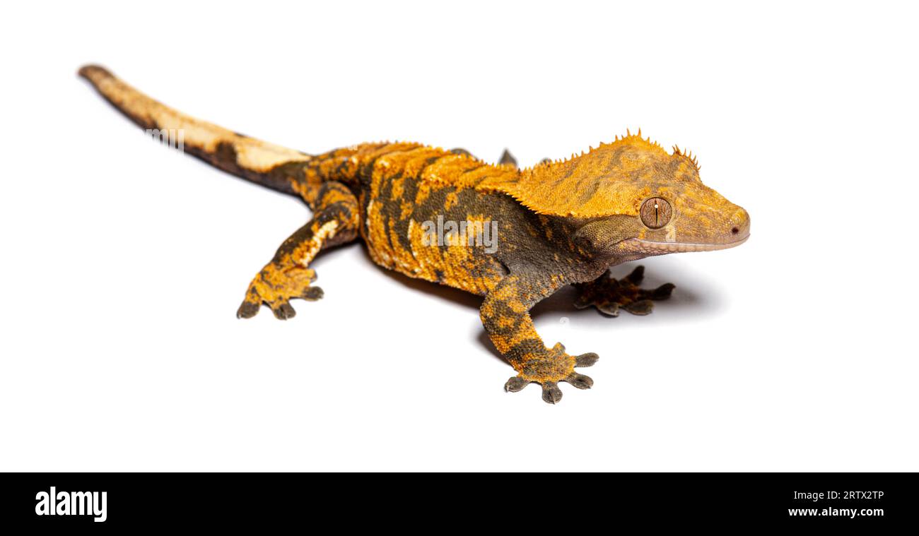 Geco Crestado Albino