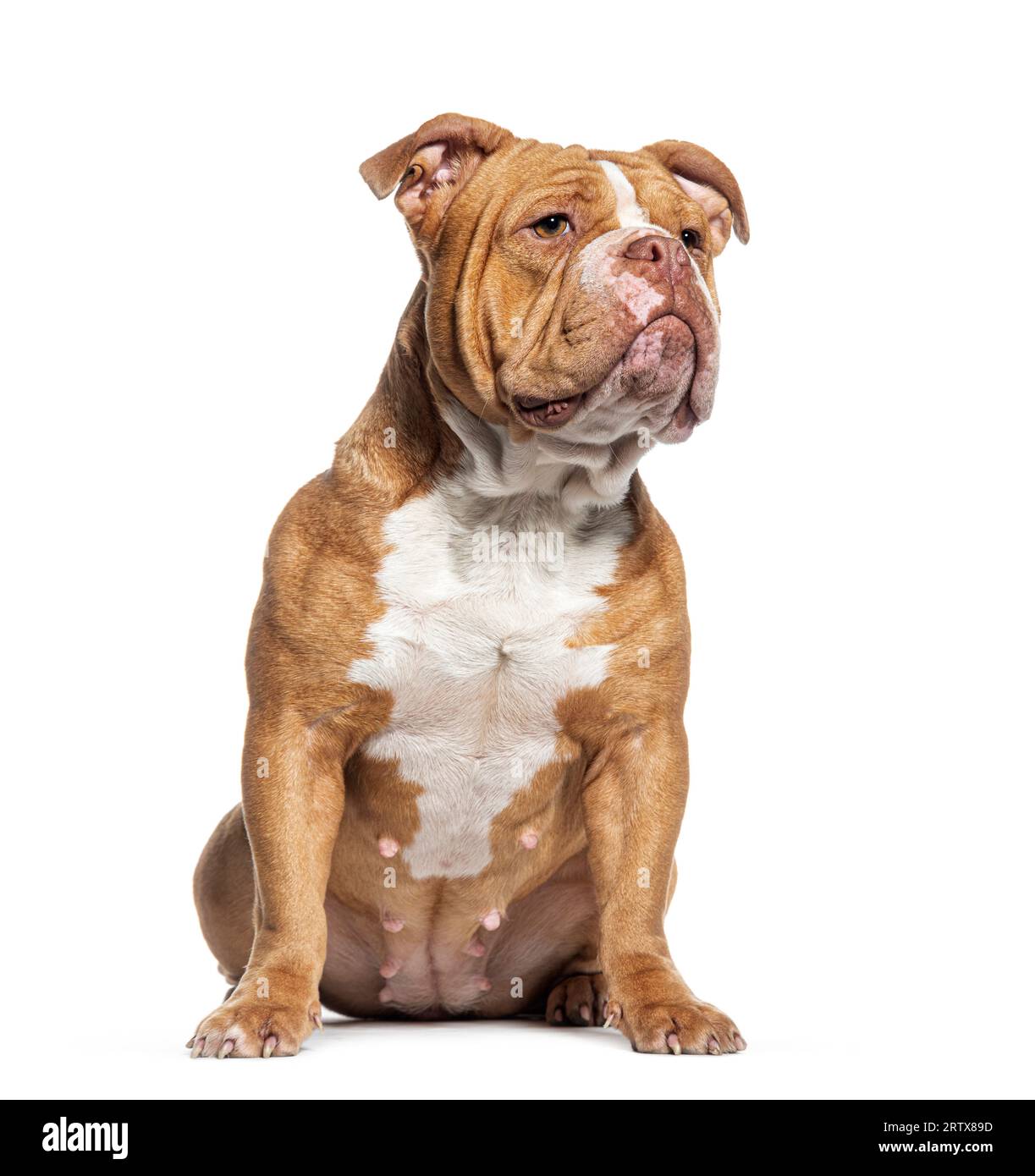 Son American Bully Agresivos