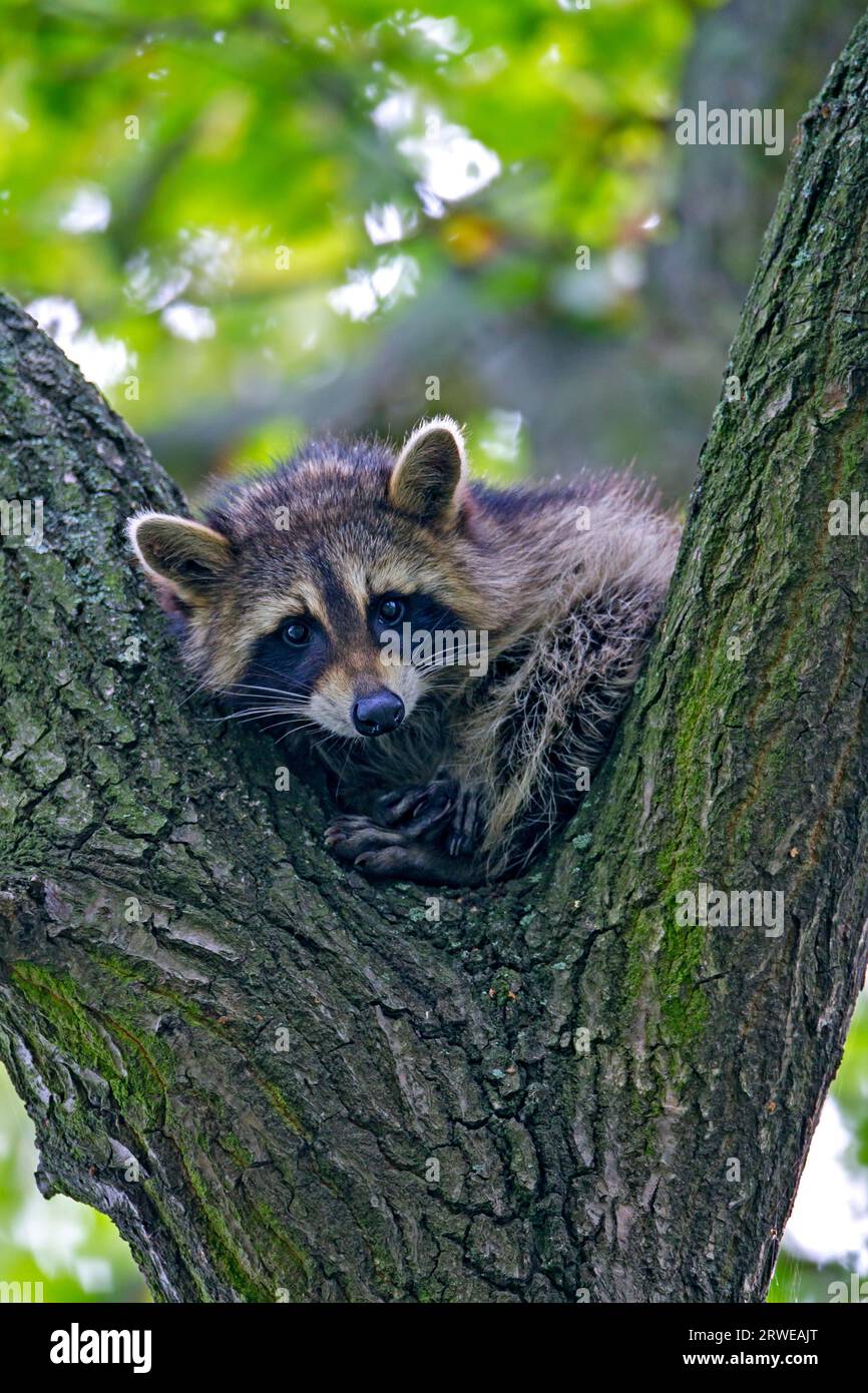 A Que Familia Pertenece El Mapache