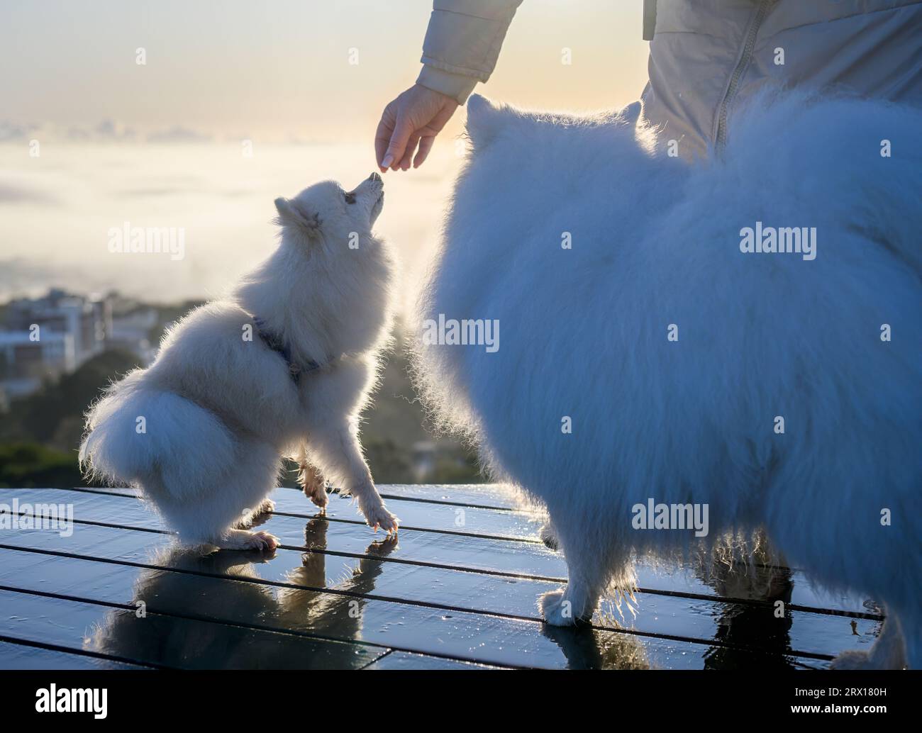Todos Los Perros Esquimales Son Esponjosos