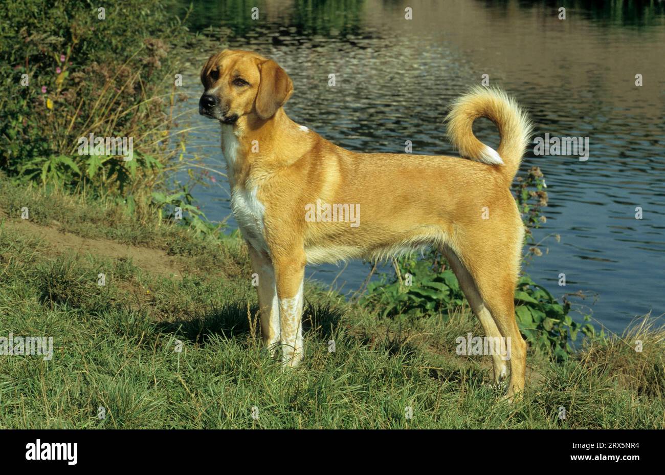 Pointer mix fotografías e imágenes de alta resolución - Alamy