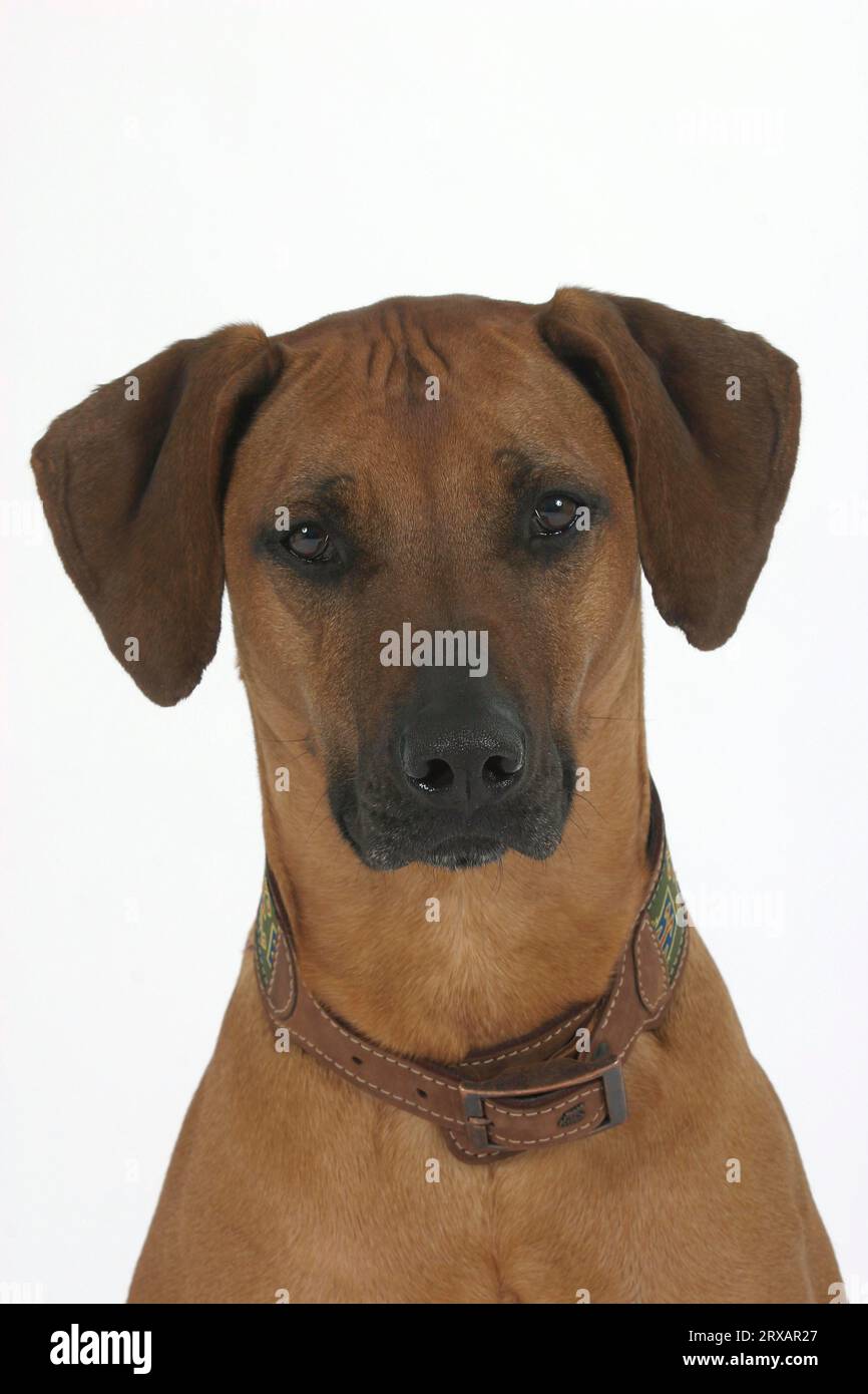 Son Buenos Perros De Familia Rhodesian Ridgeback