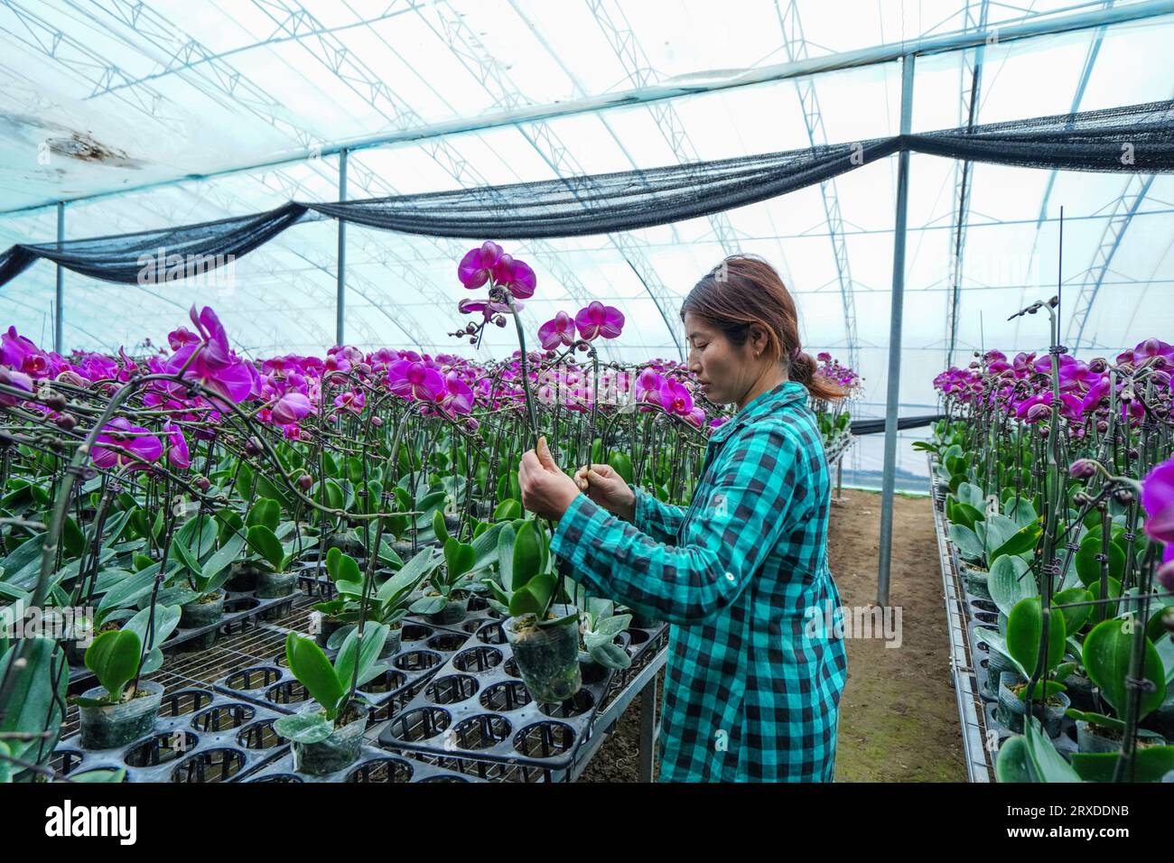 Condado de Luannan, China - 13 de enero de 2023: Los agricultores de flores están seleccionando ...