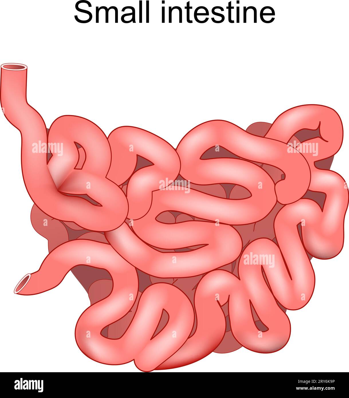 Intestino Delgado Ilustración Médica Anatomía Humana El Intestino