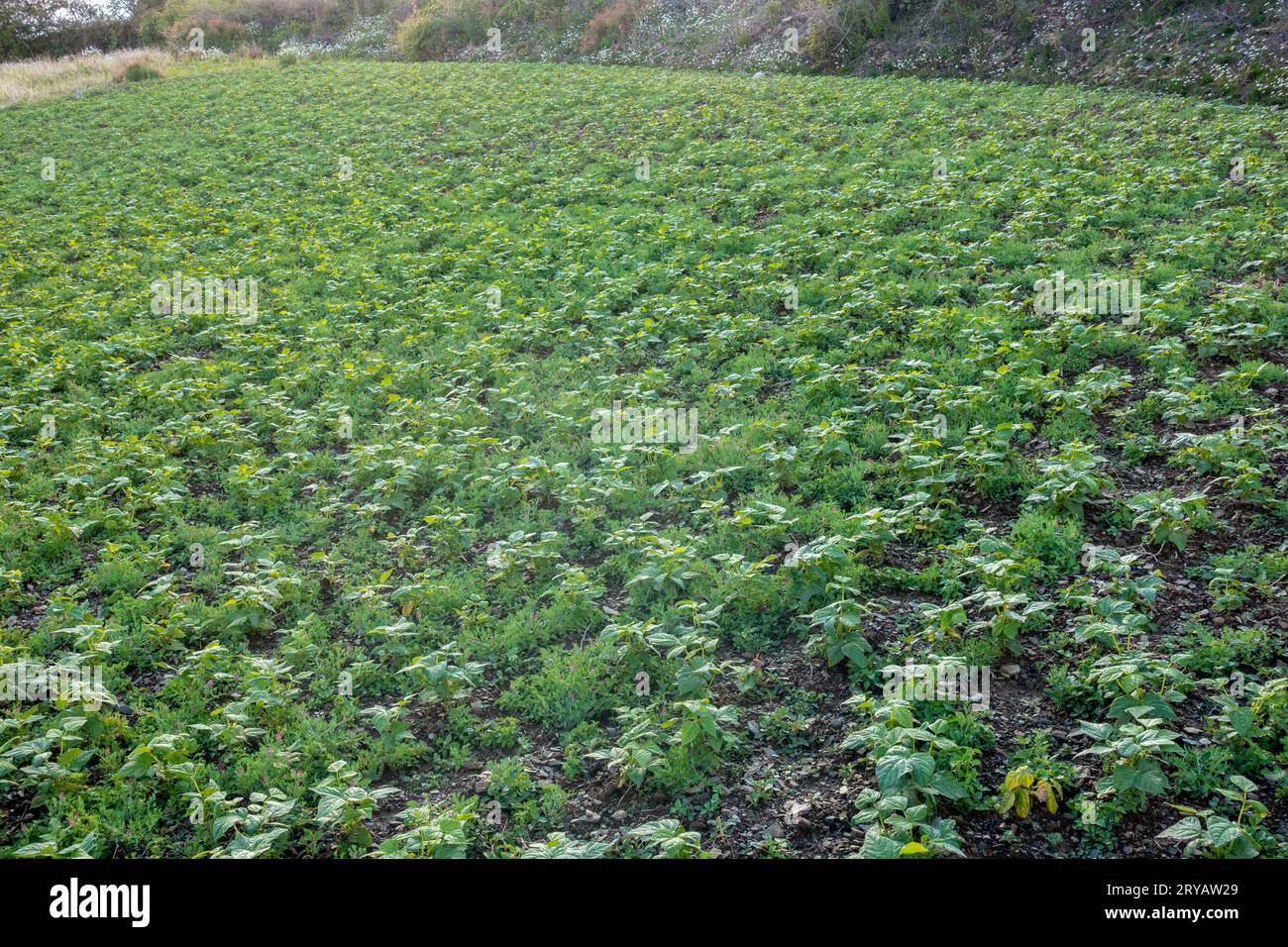 Frijol Romano Phaseolus Vulgaris