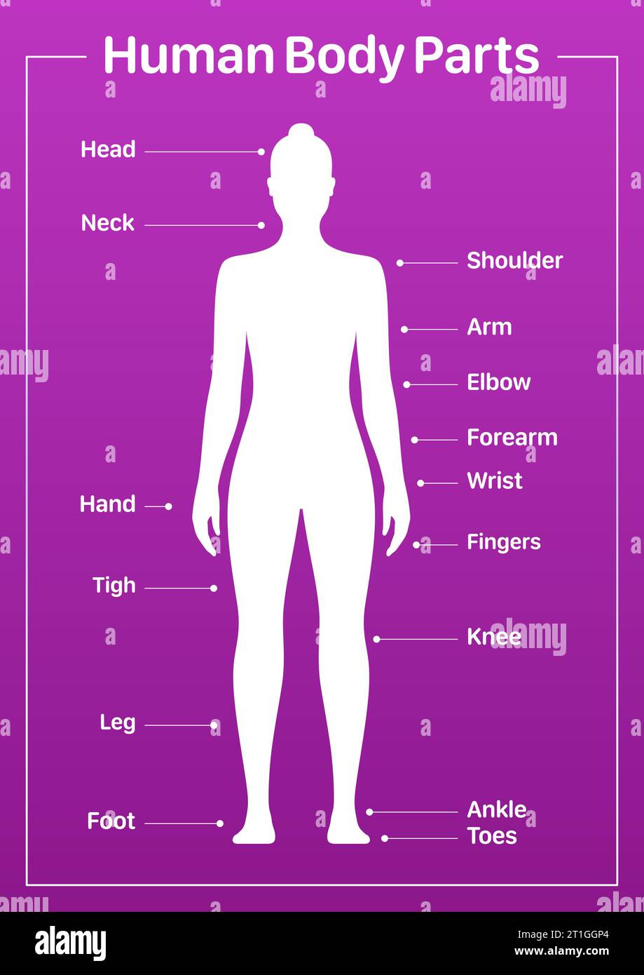 Cartel De Partes Del Cuerpo Humano Para Niños