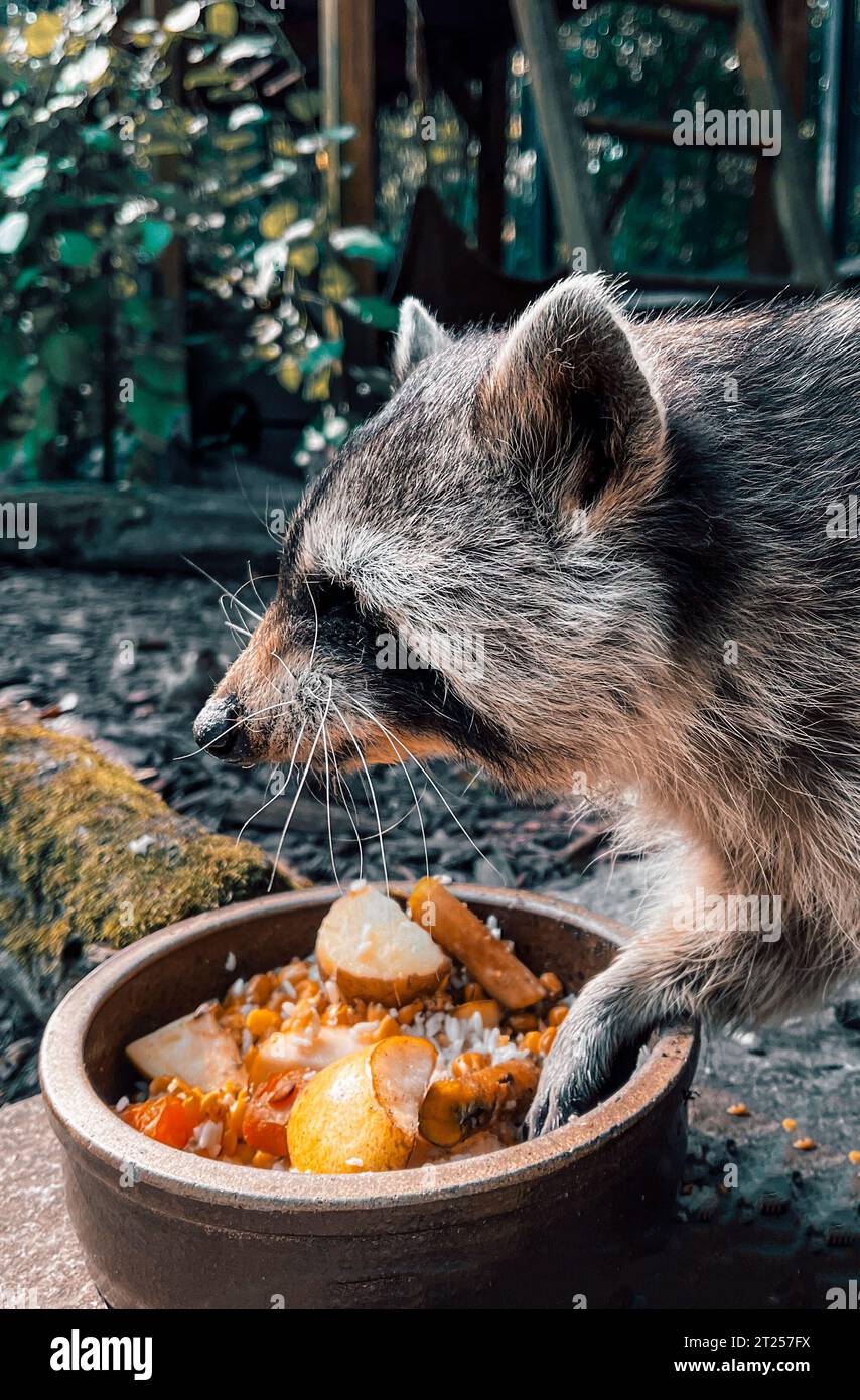 Que Come El Perro Mapache