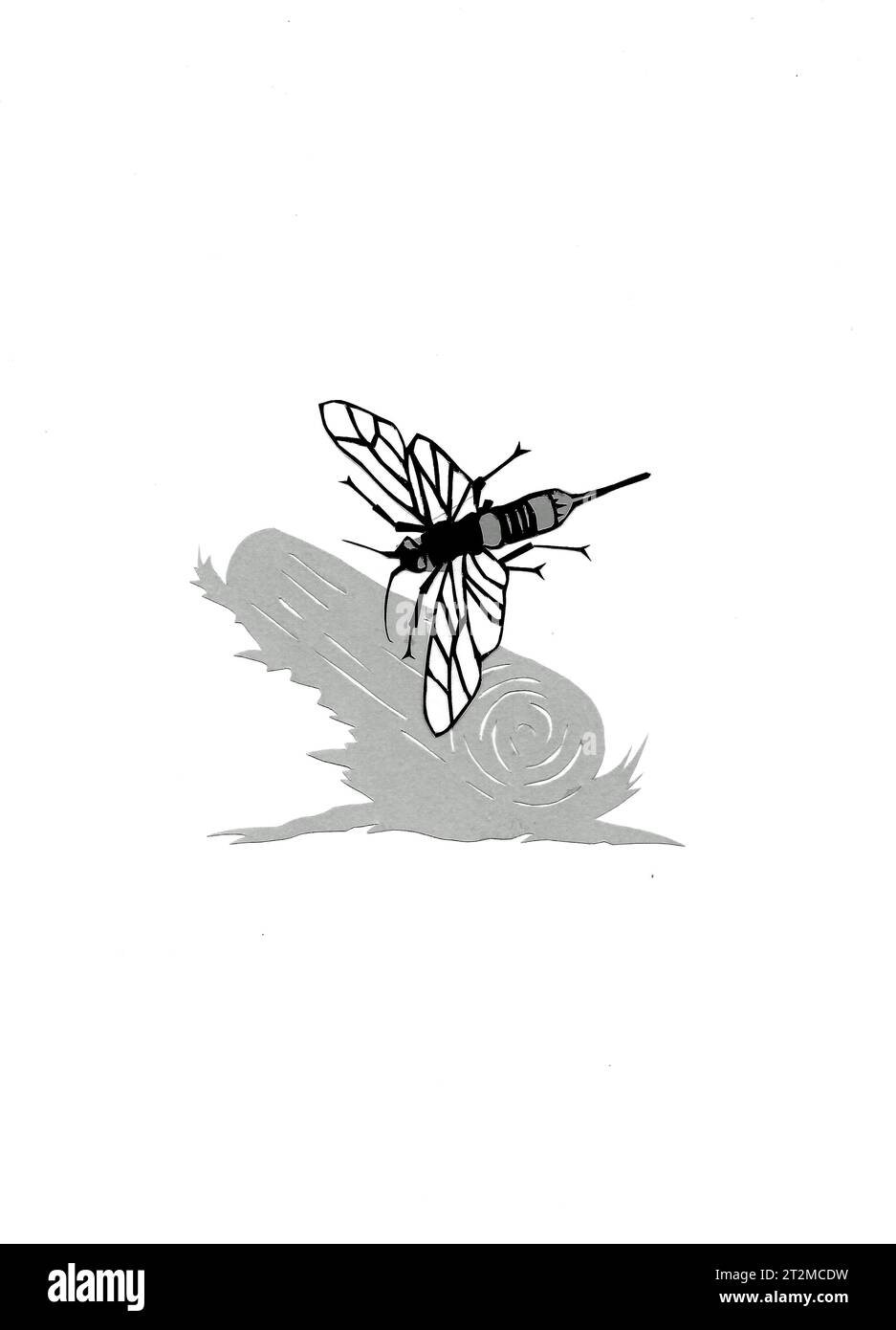 Insectos Del Panhandle De Texas