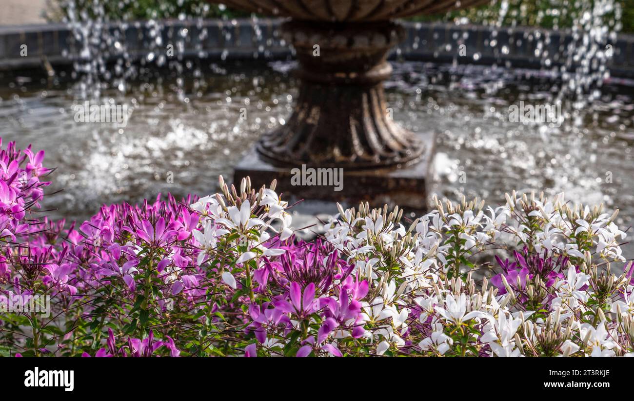 Nombres De Flores Perennes Flujo