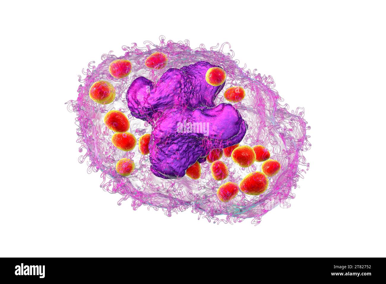 Diagrama De Células Fúngicas Etiquetadas