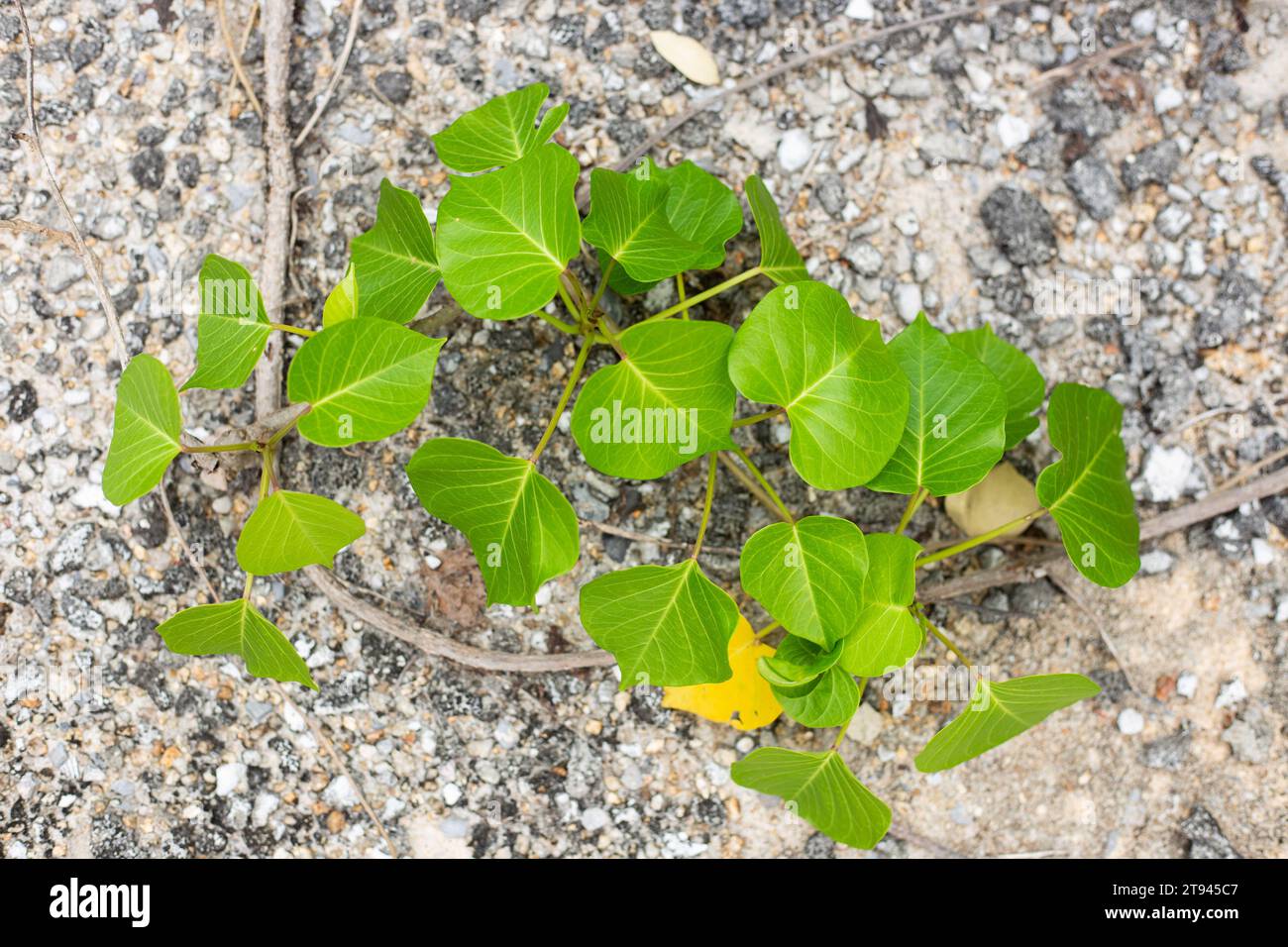 Hojas de locha verde fotografías e imágenes de alta resolución - Alamy
