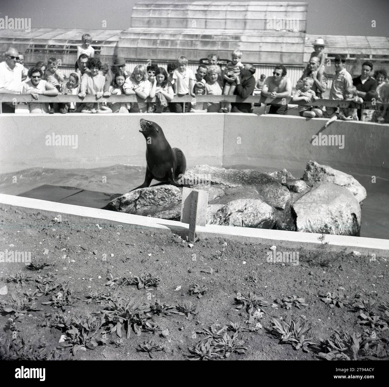 Focas Mesopotámicas