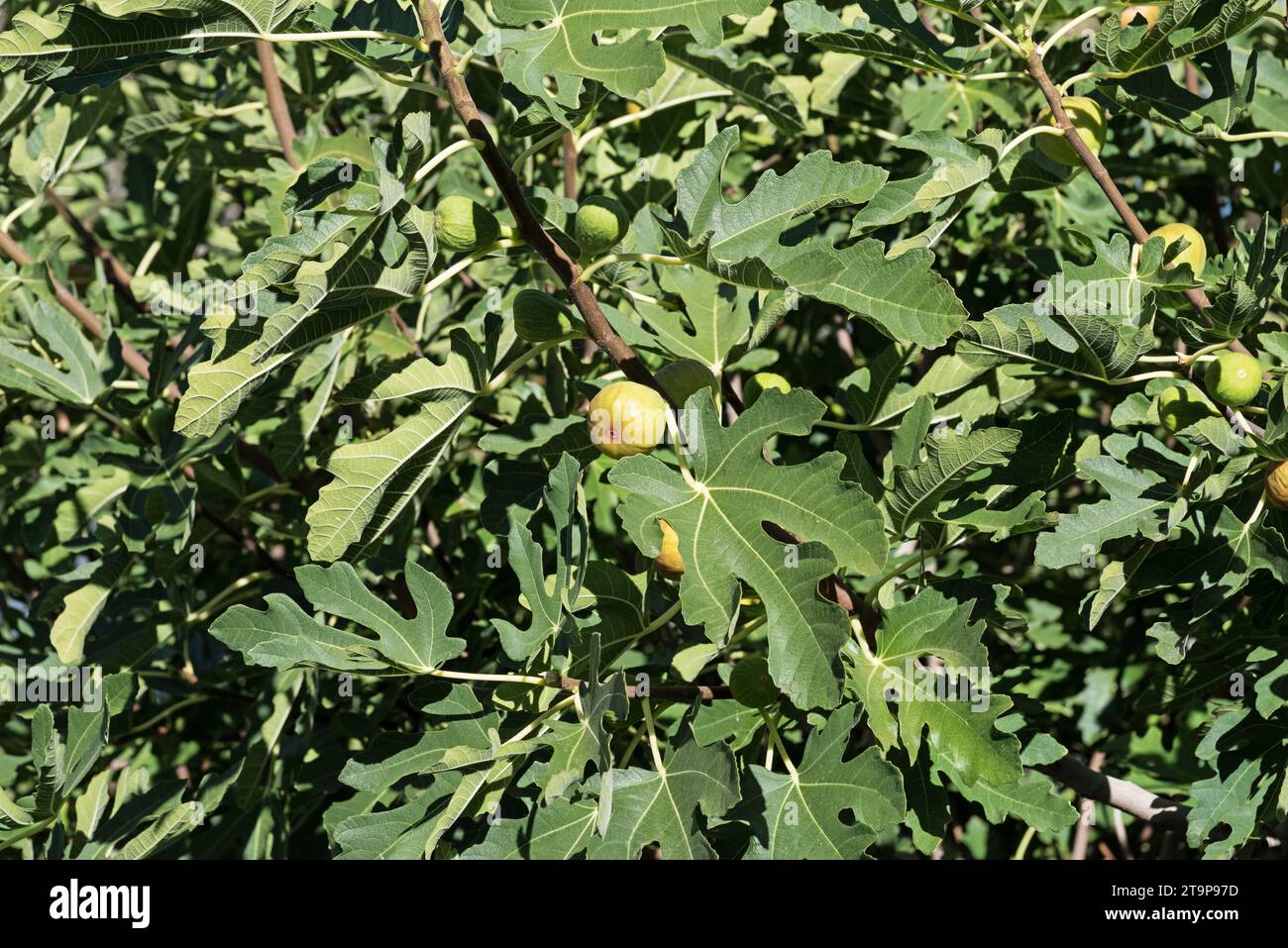 Arbol con hojas verdes fotografías e imágenes de alta resolución - Alamy