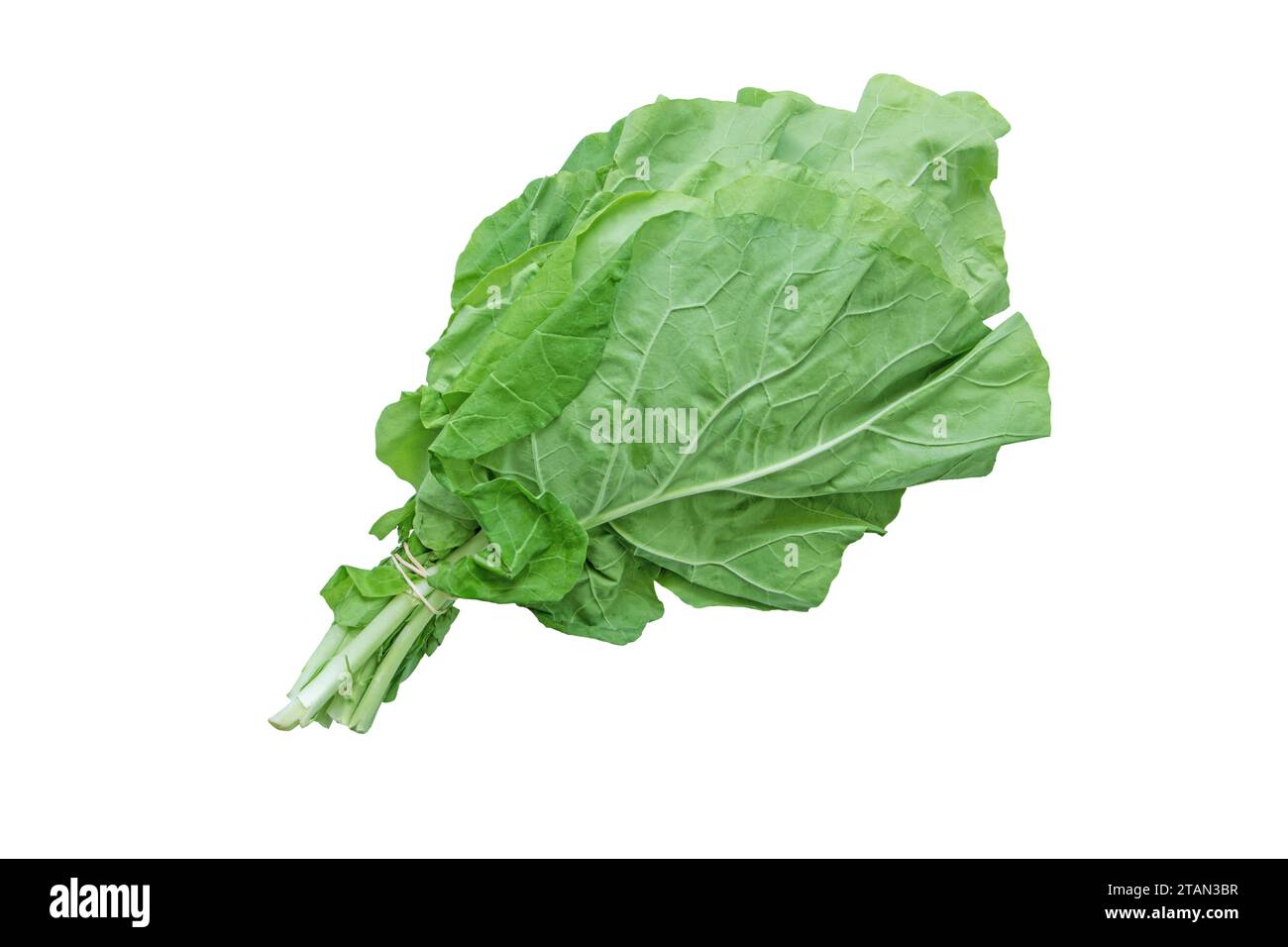 Planta de col de hojas verdes fotografías e imágenes de alta resolución ...