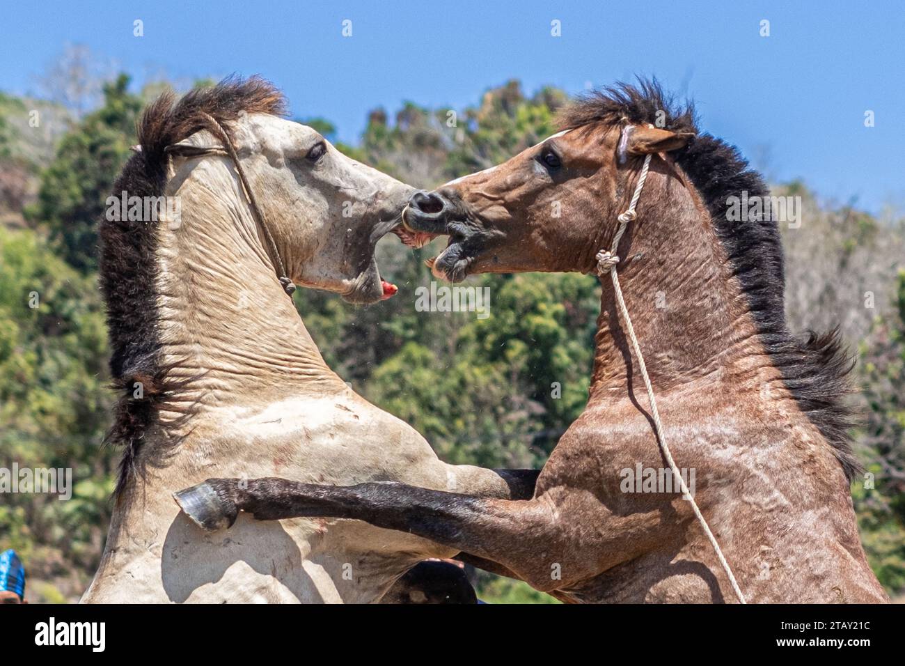Caballos Peleando Gente