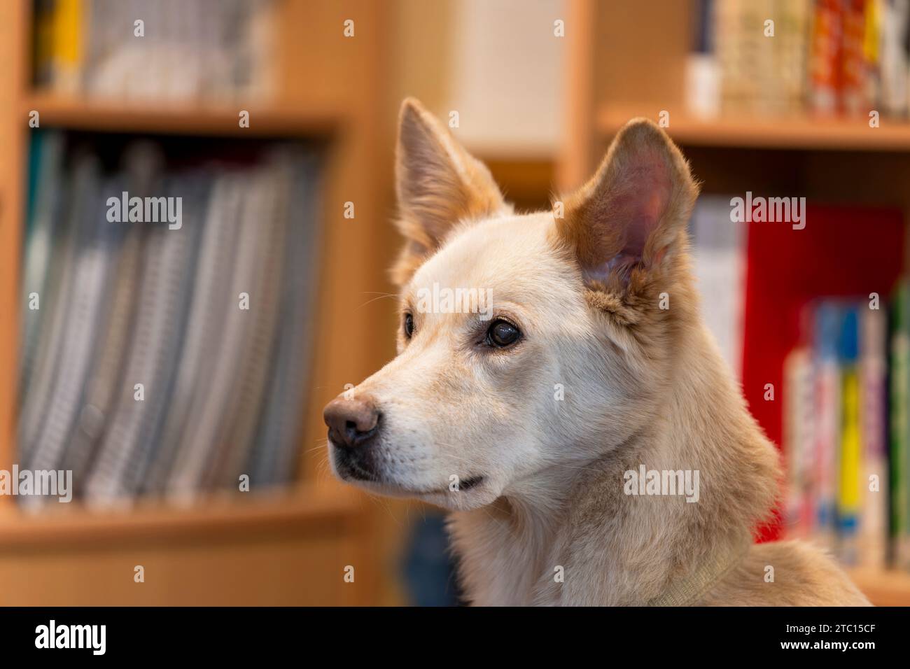 Es Un Dingo Un Buen Perro De Familia