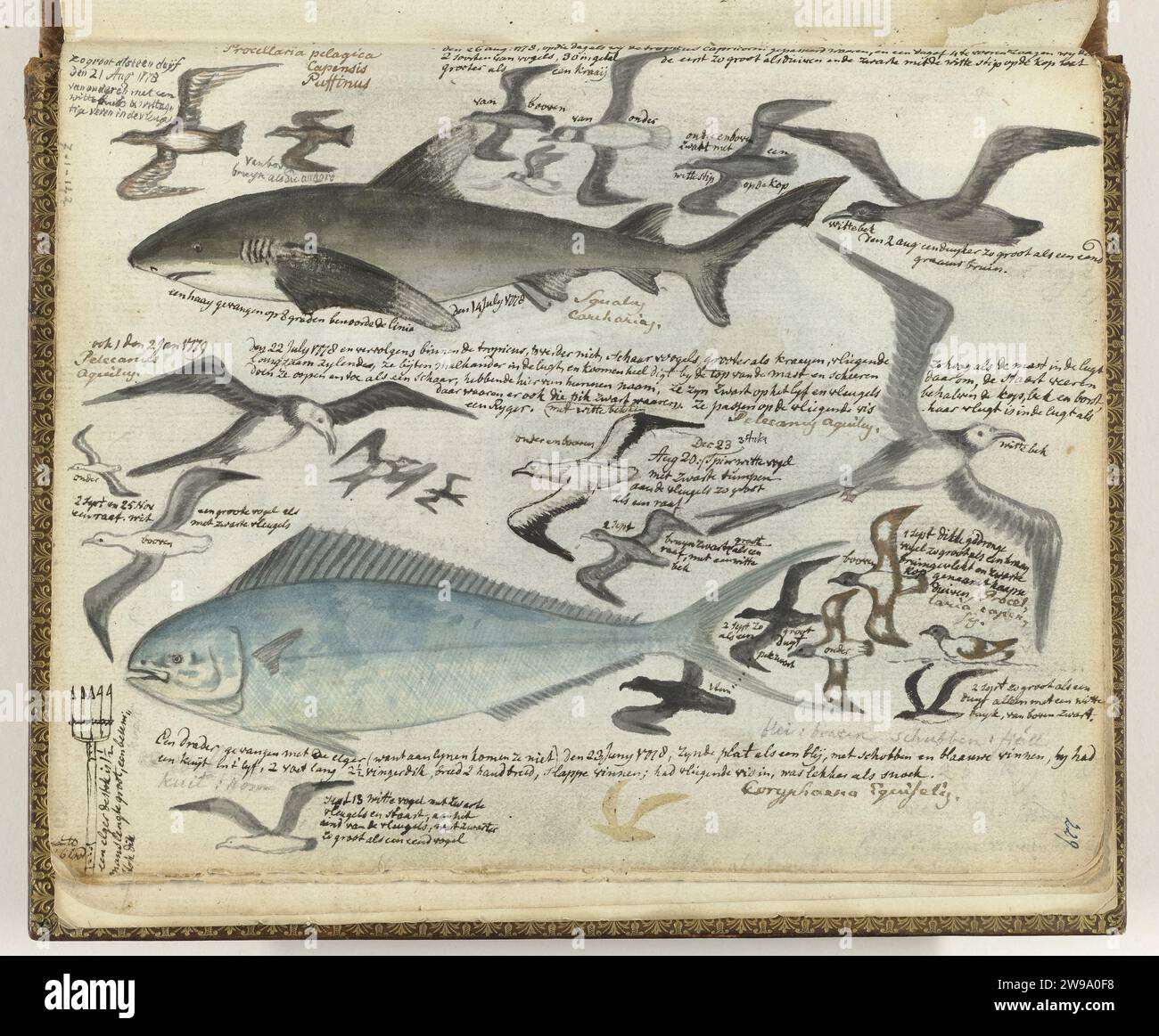 Zeevogels en Zeevissen, Jan Brandes, 1778 - 1779 Dibujo en blanco y ...