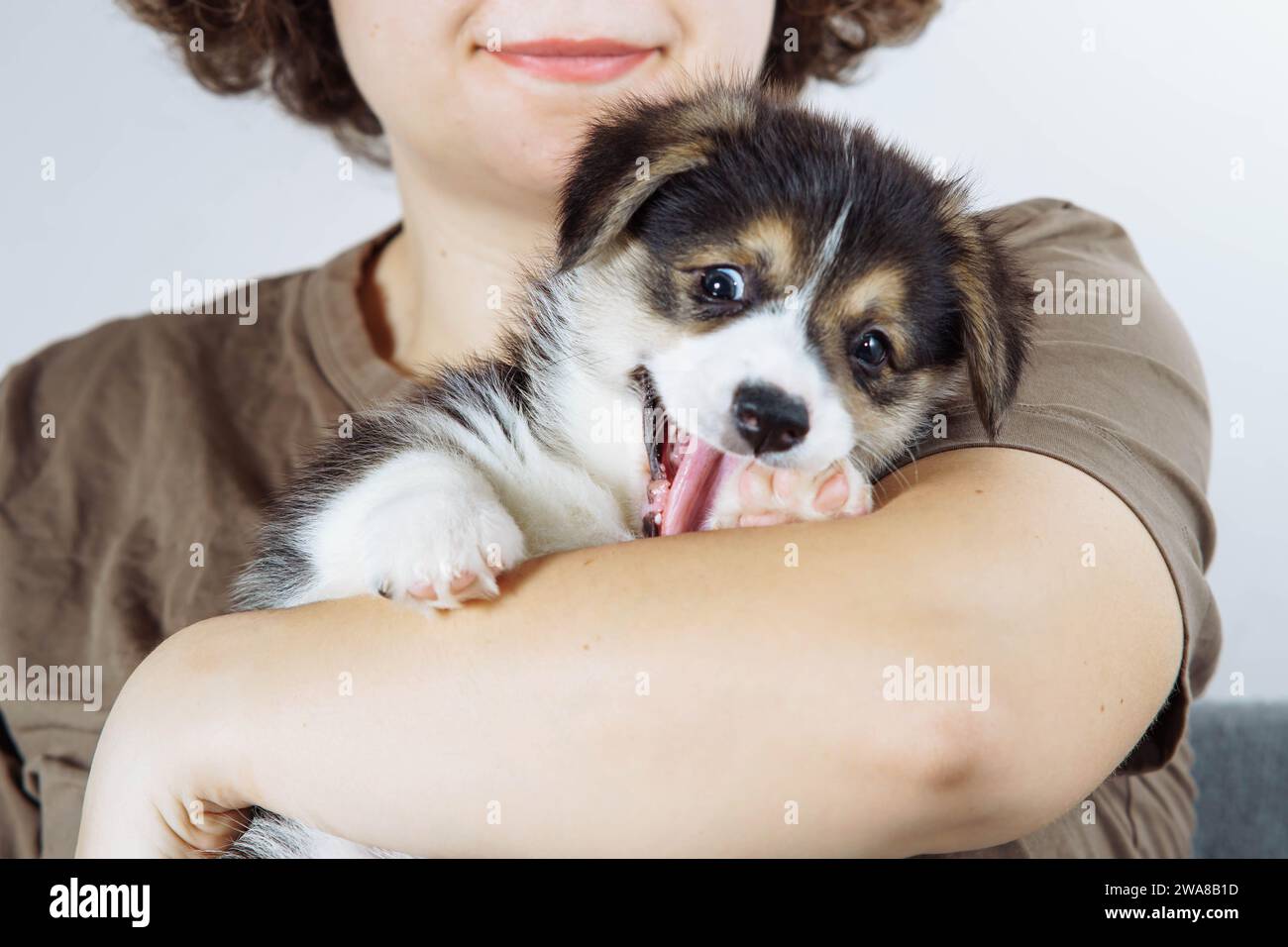 Son Corgis De Alto Mantenimiento