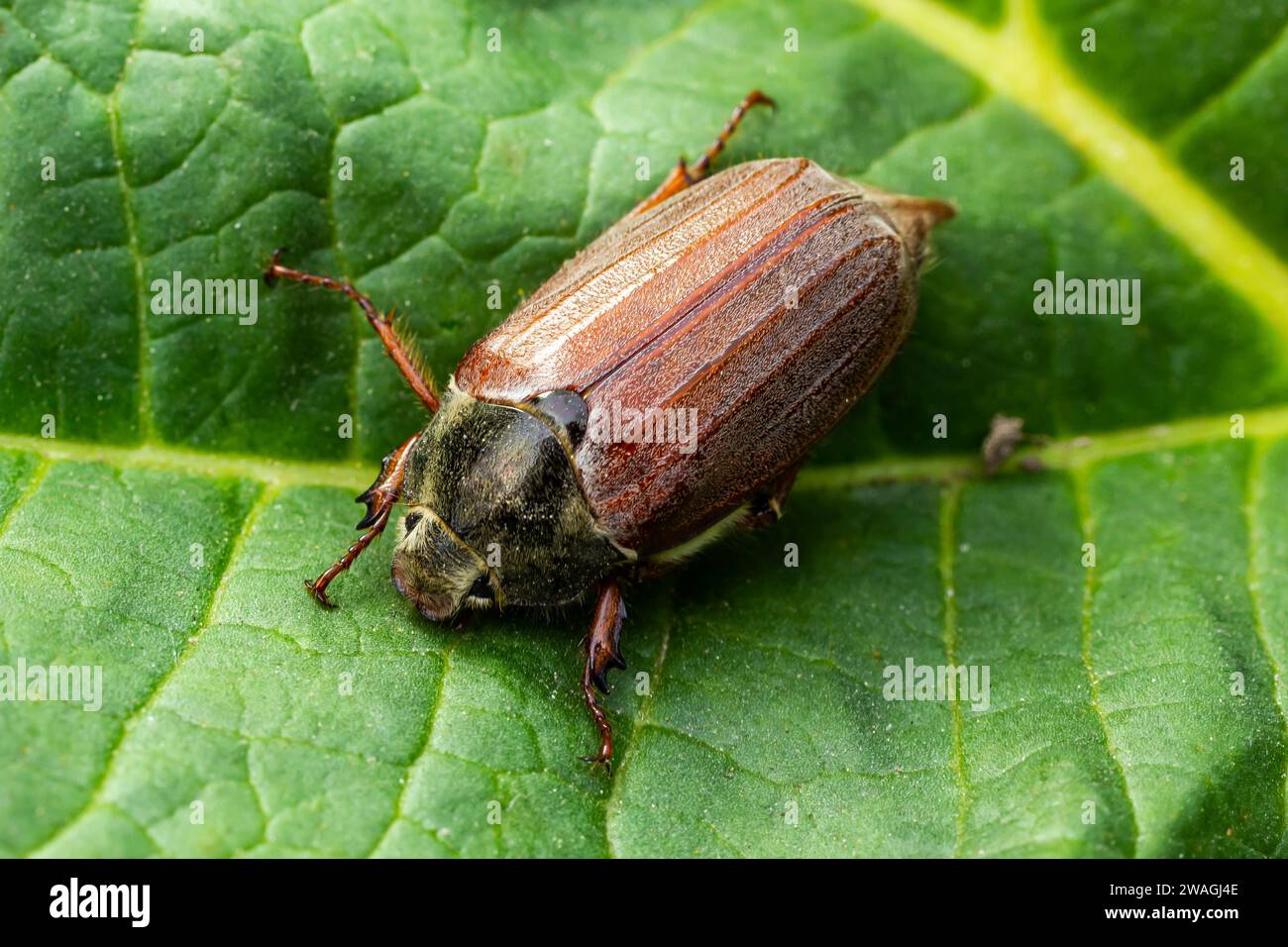 Ciclo De Vida Del Escarabajo De Tierra