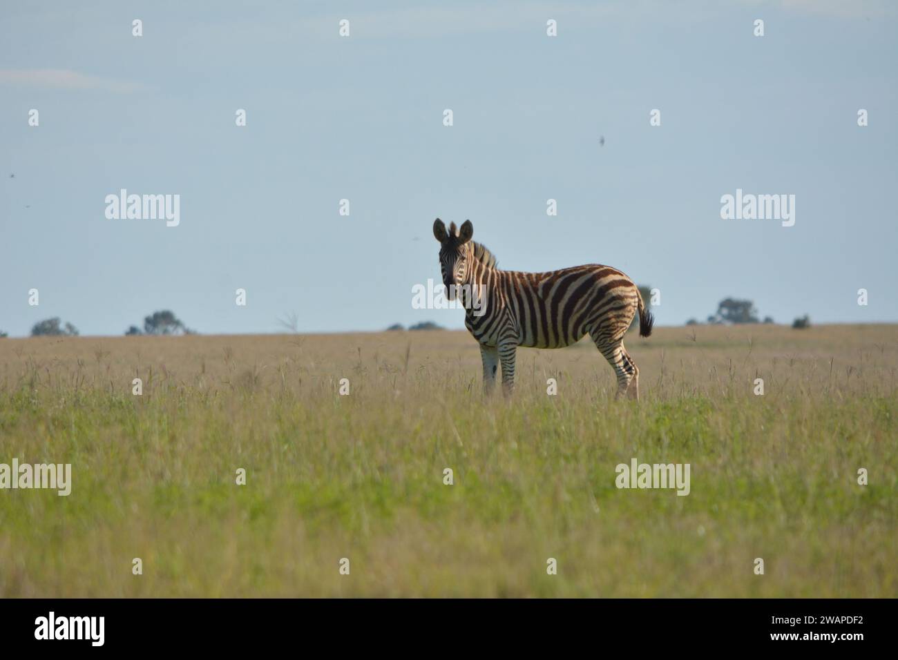 Mitad Burro Mitad Cebra