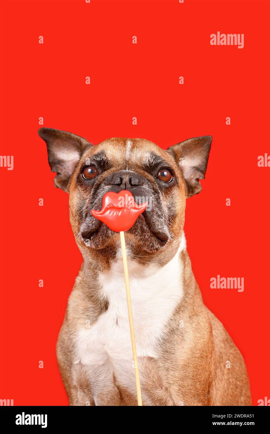 Puedo Besar A Mi Perro Con Herpes Labial