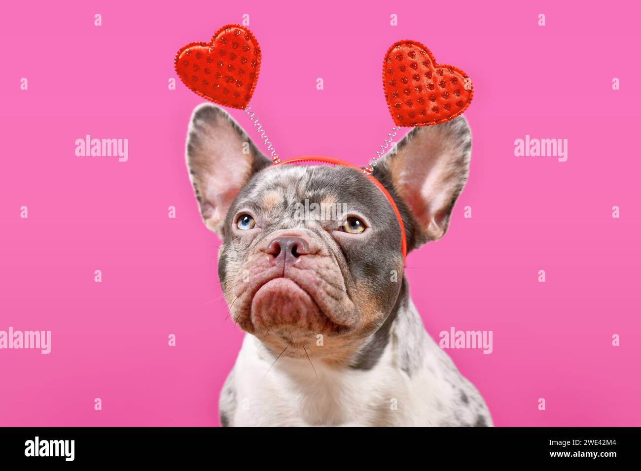 Cuánto Se Debe Alimentar A Un Cachorro De Bulldog Francés