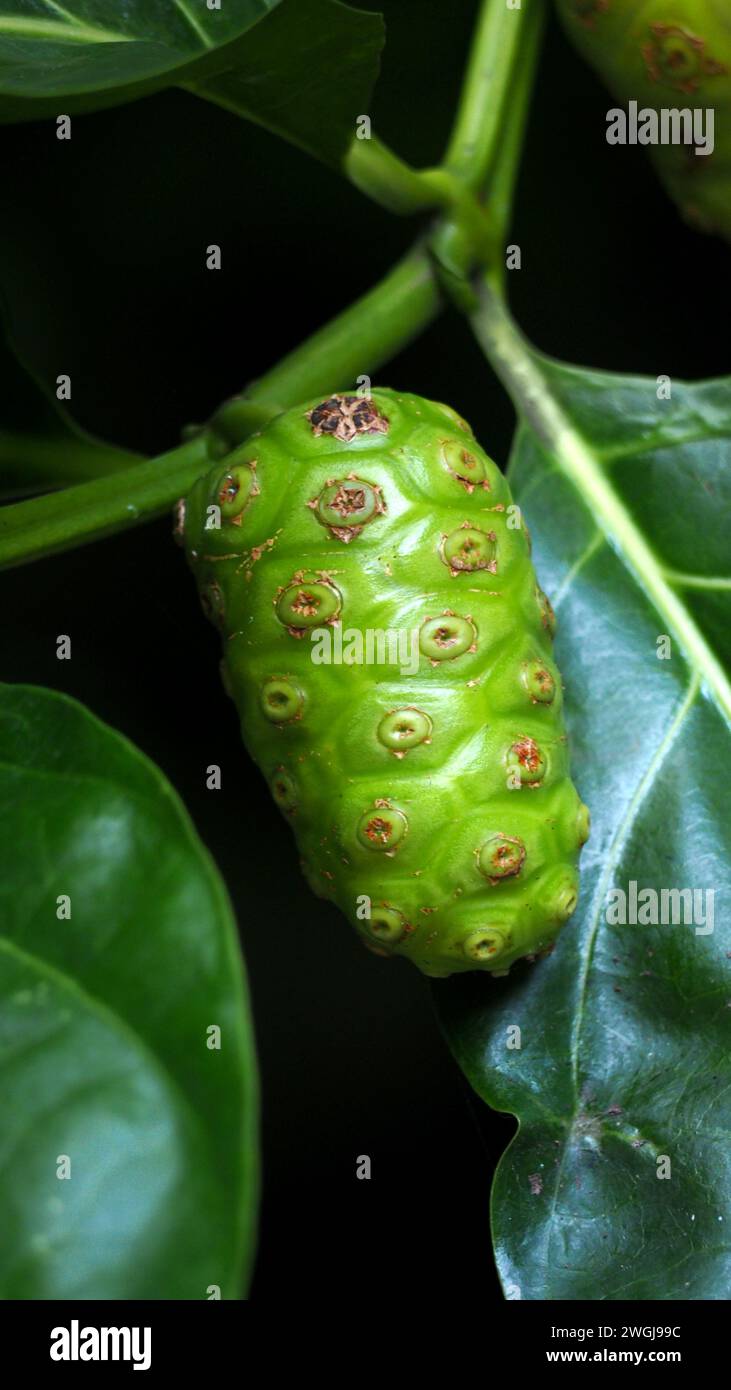 Fruta de Noni ( Morinda citrifolia) con desenfoque de fondo natural. El ...