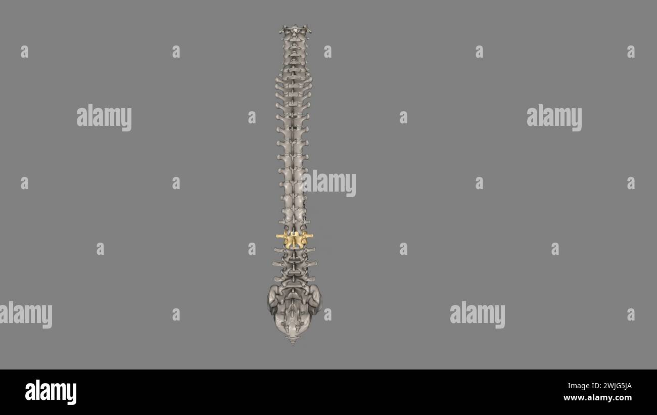 La vértebra L2 se encuentra en la curvatura inferior de la columna ...