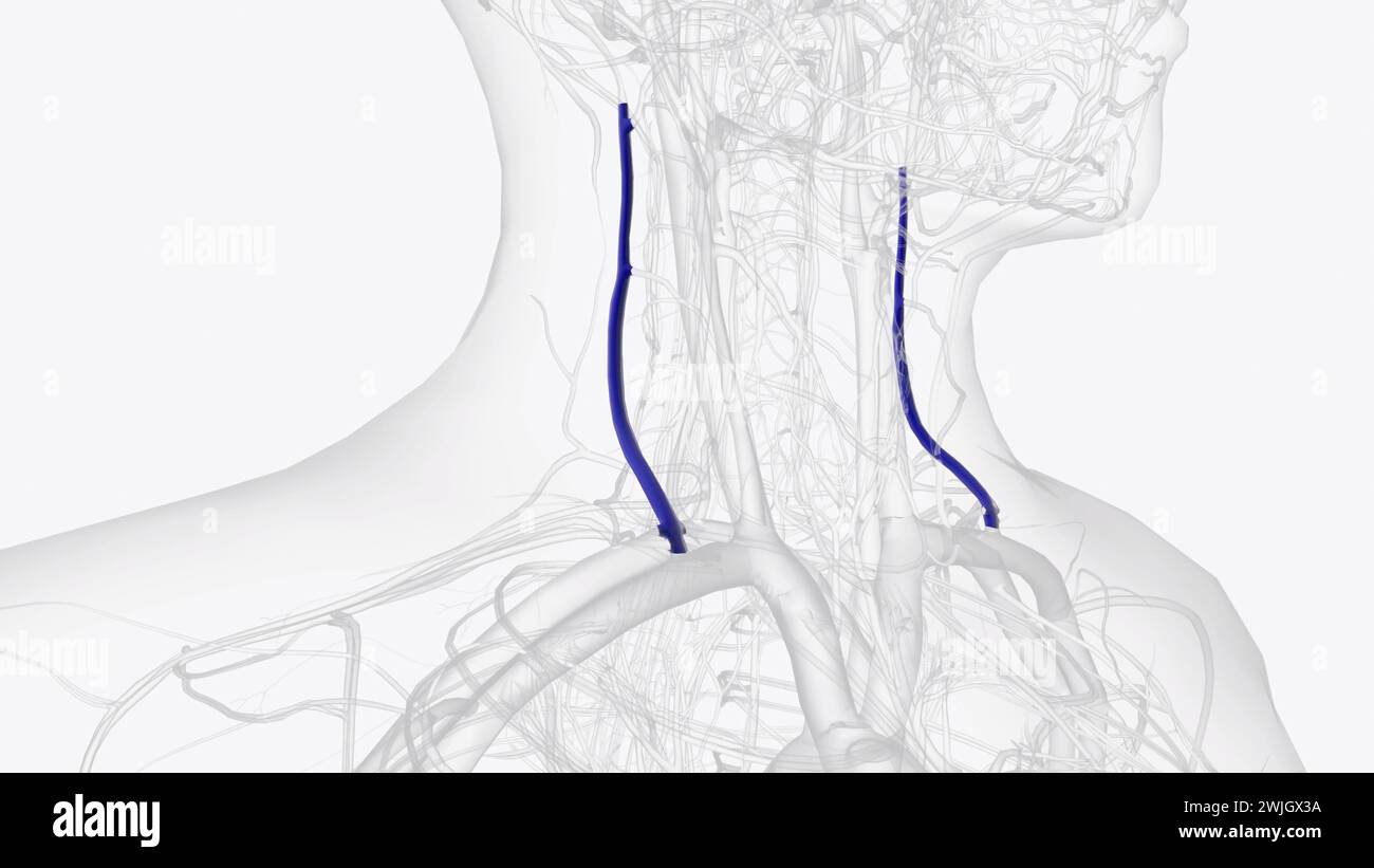 Imágenes De Anatomía De La Vena Subclavia Consejos Para La