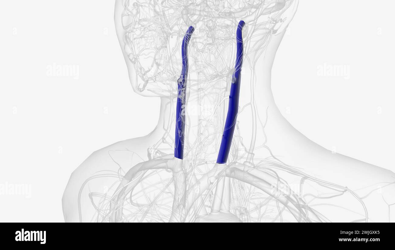 Relaciones De La Vena Yugular Interna