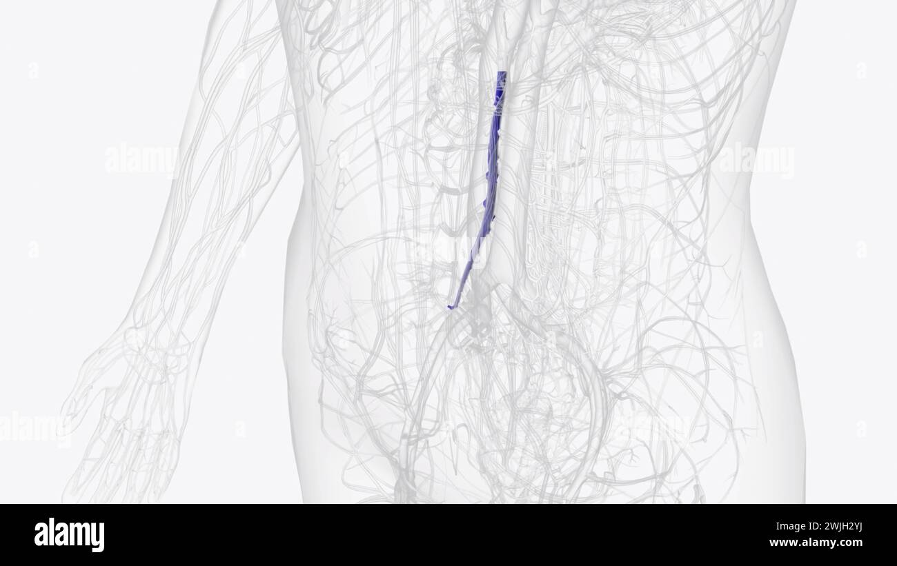 Fosa Ilíaca Derecha