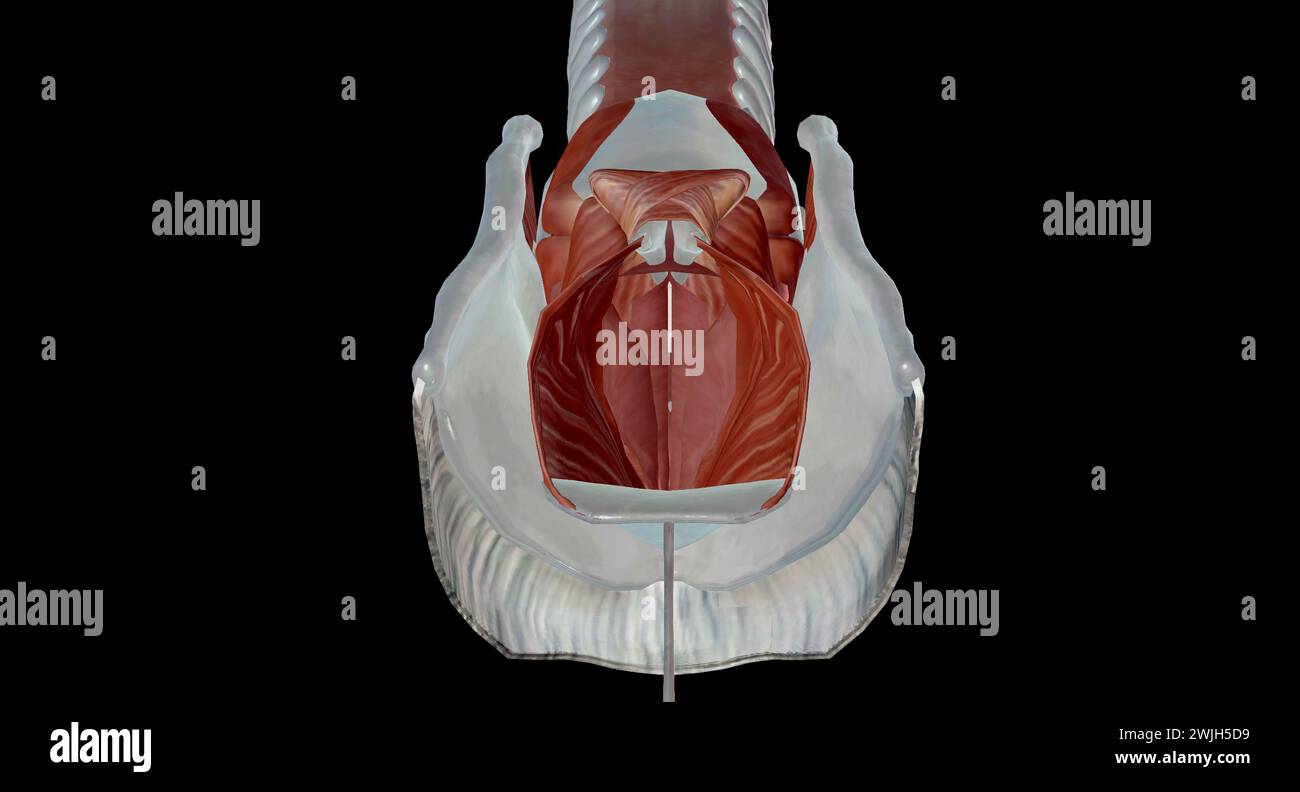 Músculos Extrínsecos De La Laringe