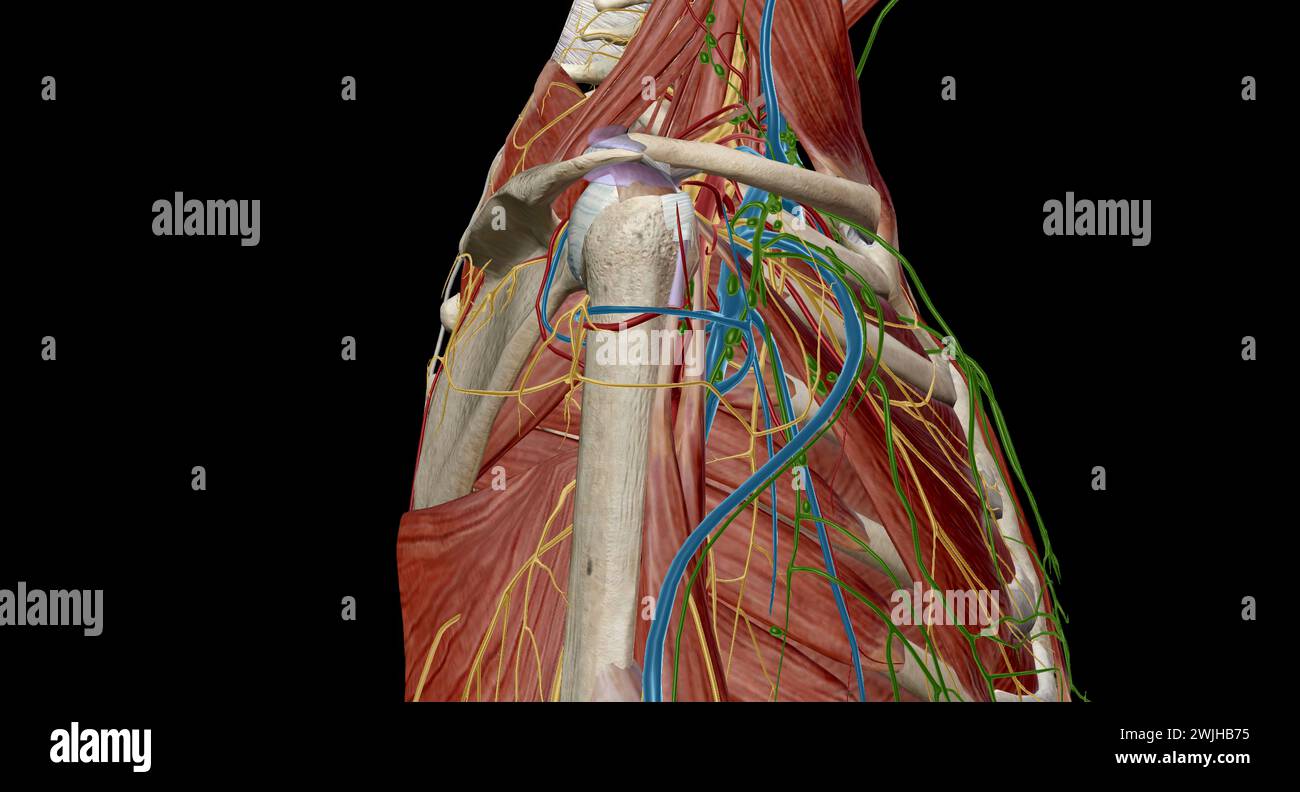 Articulacin Glenohumeral En 2020 Articulacin Del Hombro Cintura ...