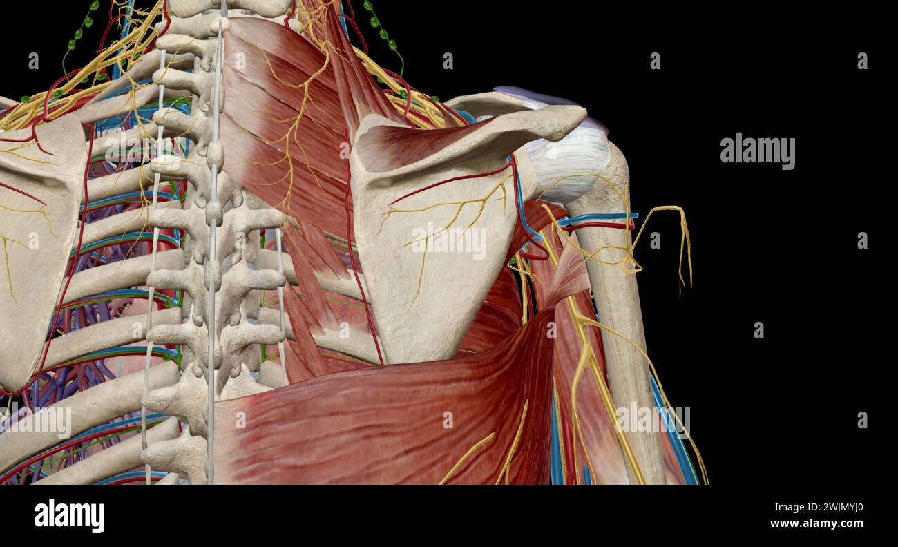 Articulacin Glenohumeral En 2020 Articulacin Del Hombro Cintura ...