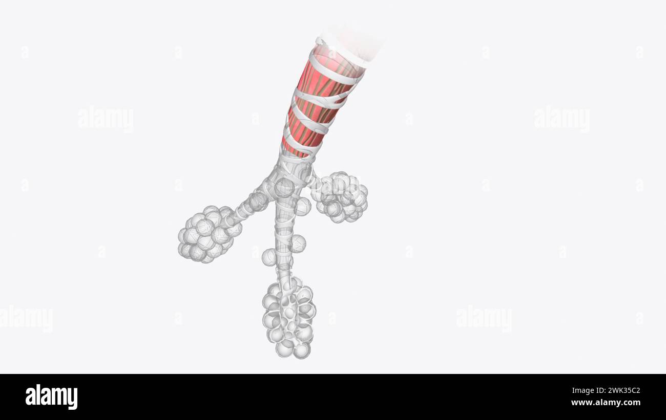 Bronquiolos Terminales