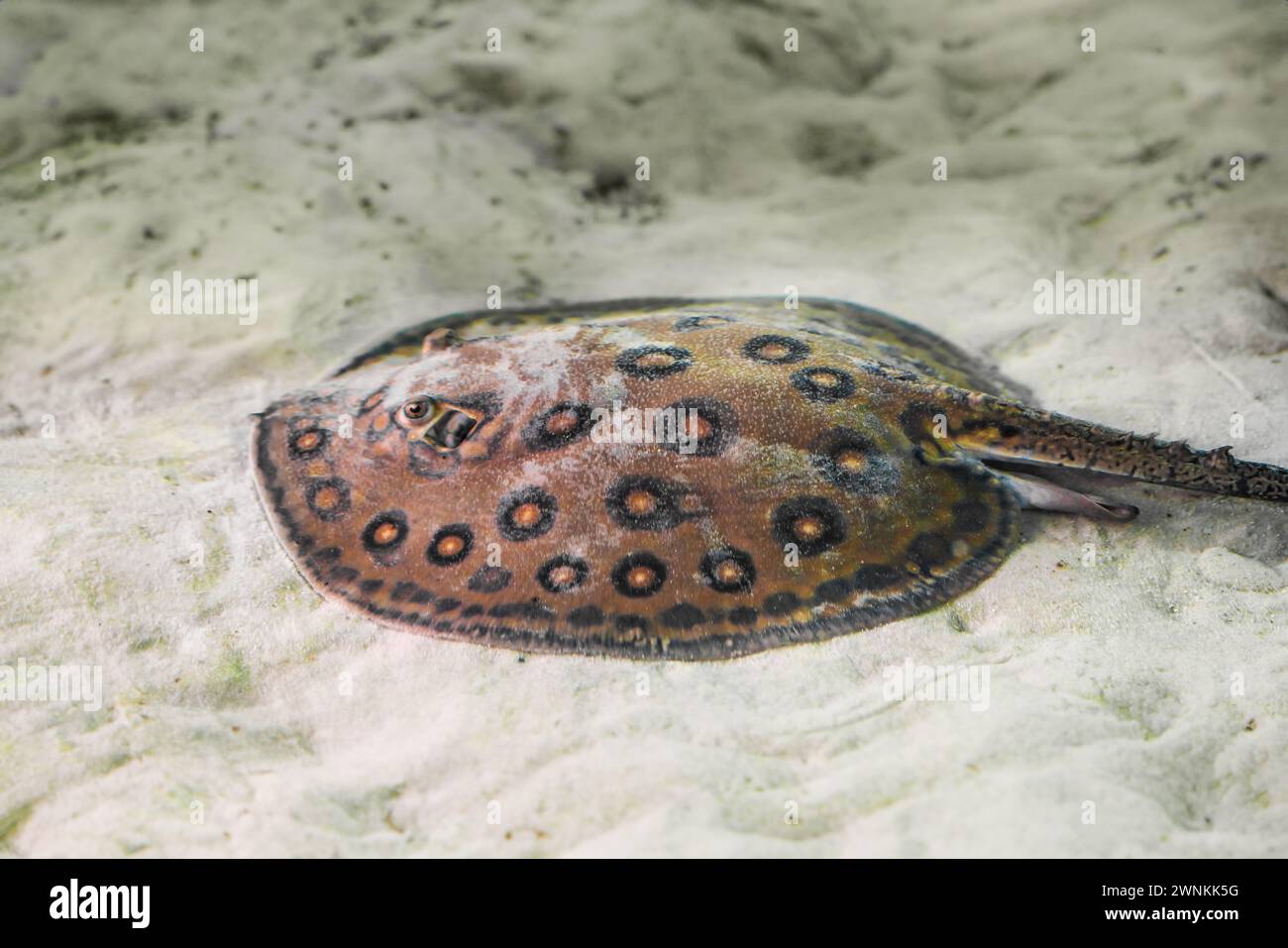 Motoro stingray (potamotrygon motoro) fotografías e imágenes de alta ...
