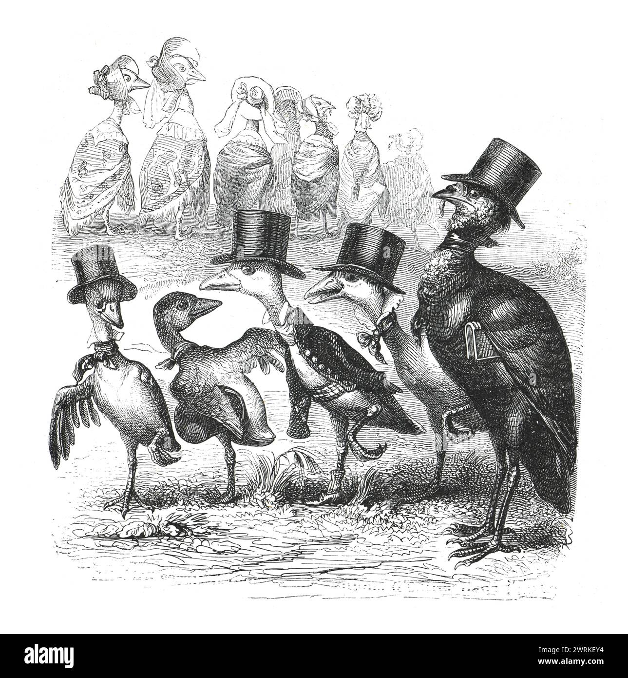 Animales antropomórficos. patos humanizados. Los patos soleados o los ...