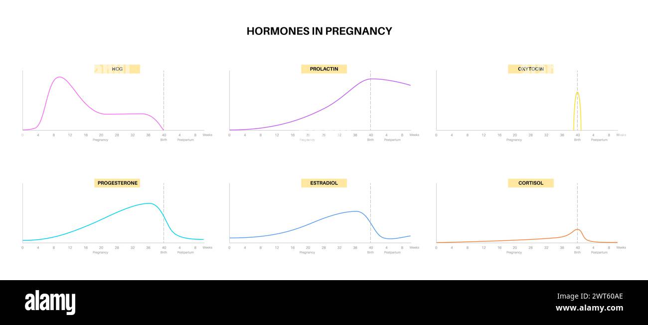 Niveles de hormonas en el embarazo, ilustración. Gonadotropina ... Niveles de hormonas en el embarazo, ilustración. Gonadotropina ...