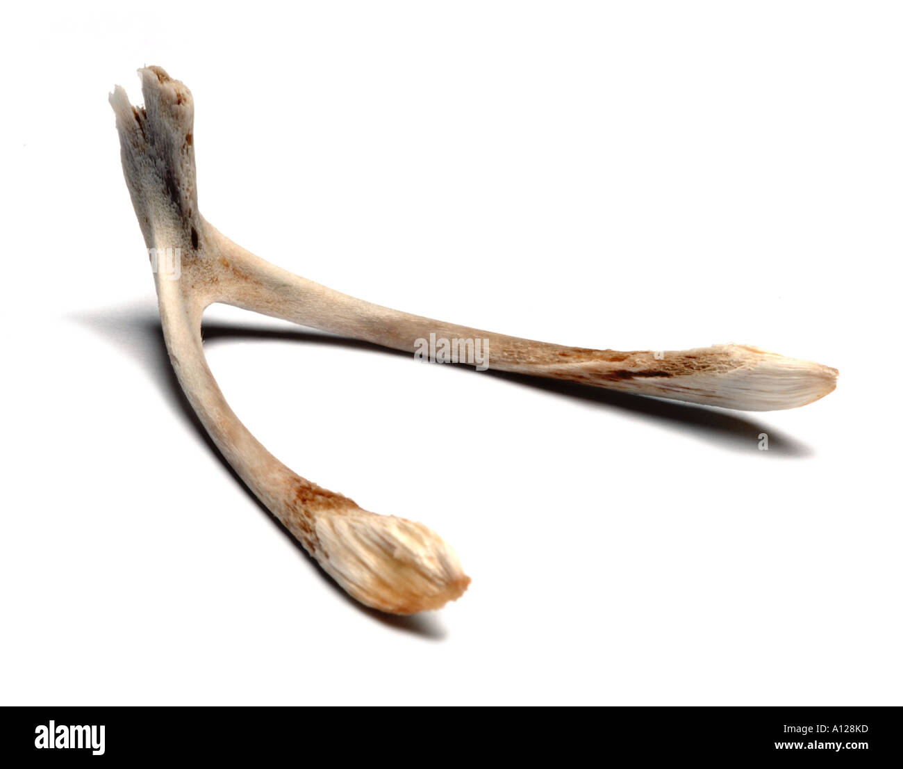 Batido De Hueso De Pollo Junt Nowison