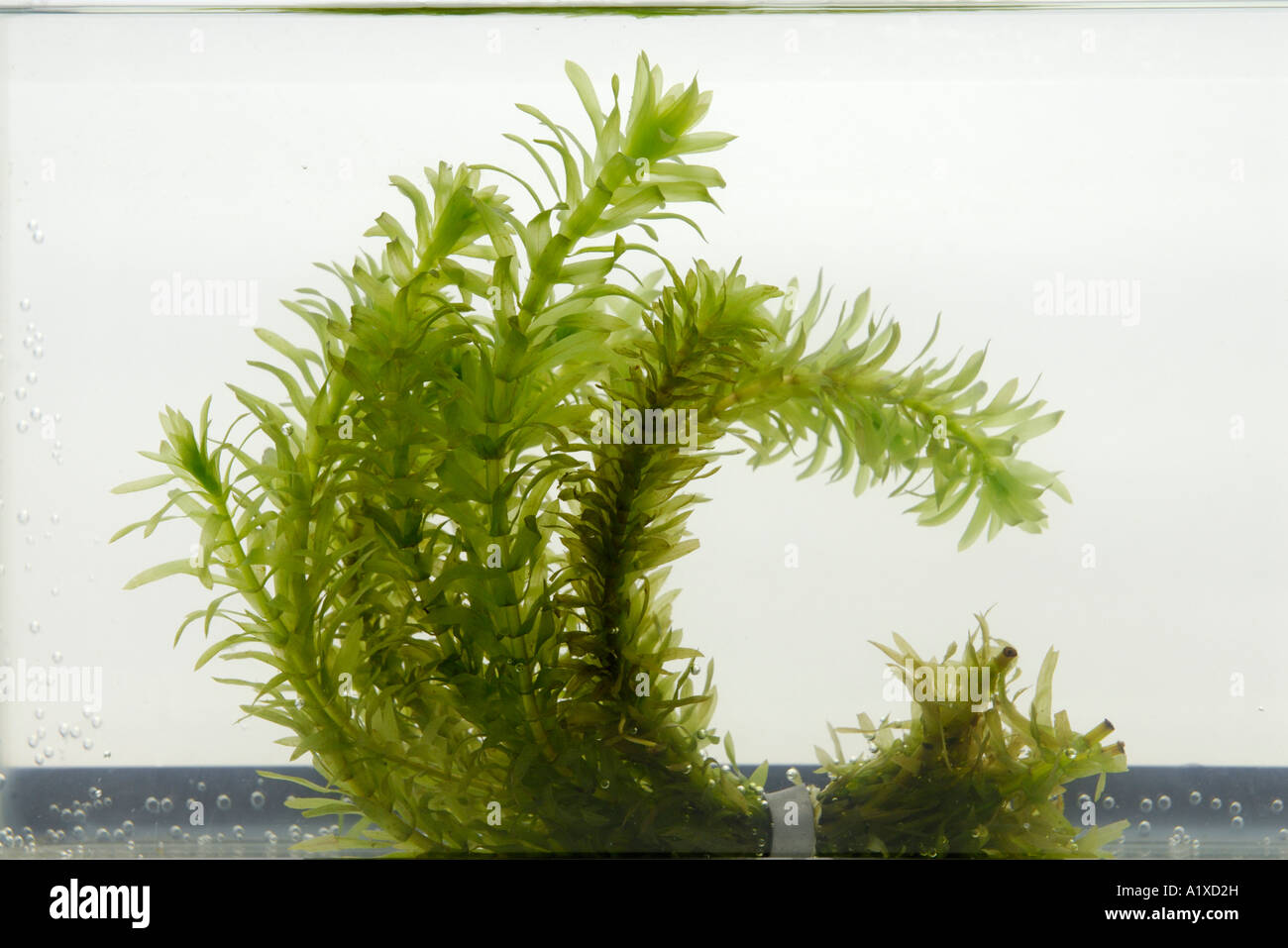 Planta De Elodea En Tubo De Ensayo