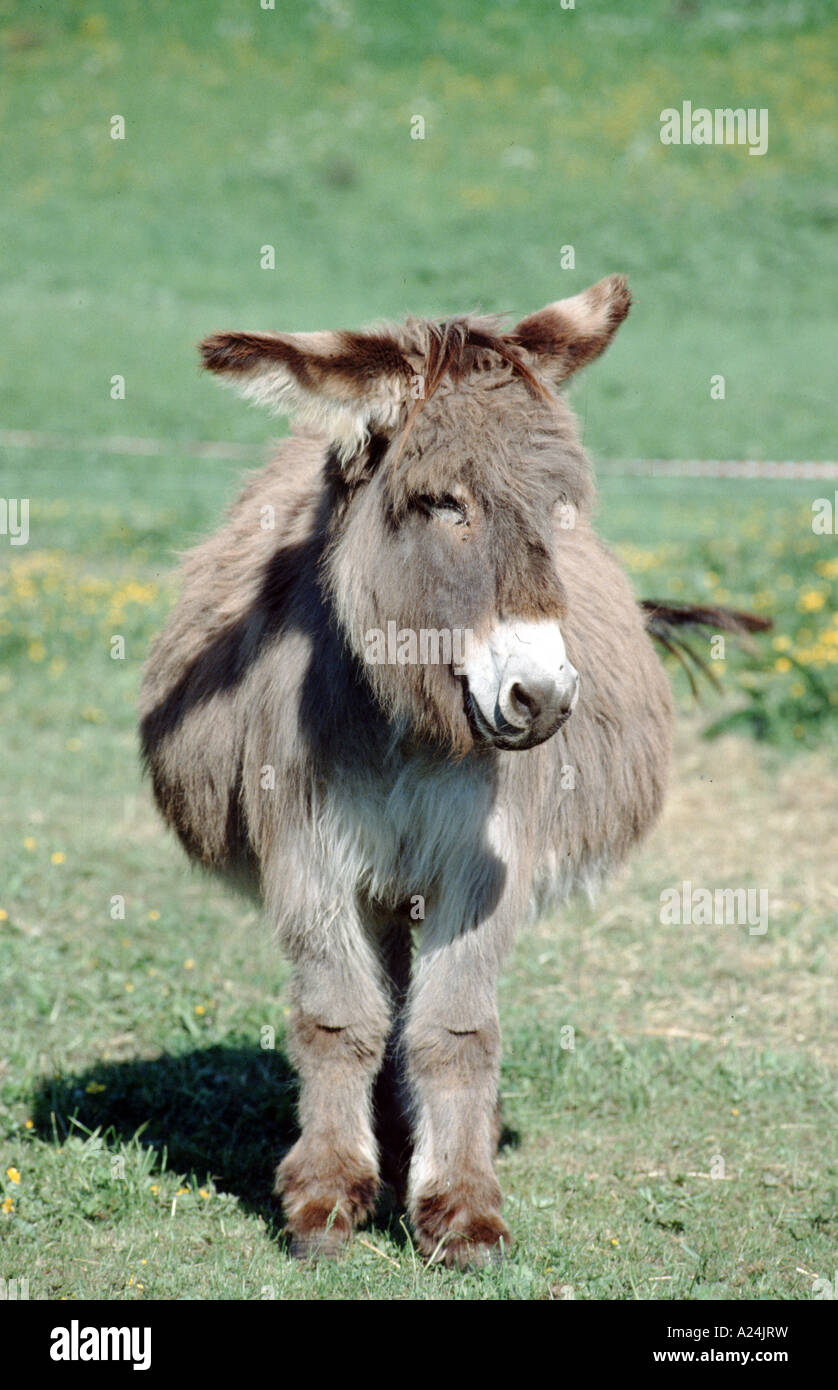 Esel Hausesel traechtige Stute schwangeres Weibchen Burro hembra ...