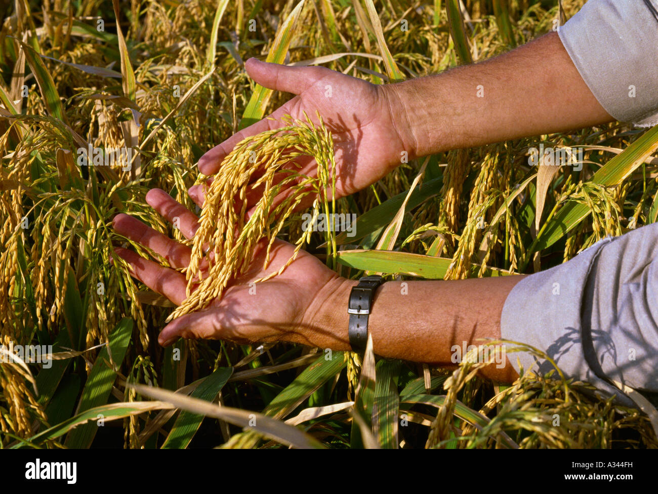 Cosecha De Arroz